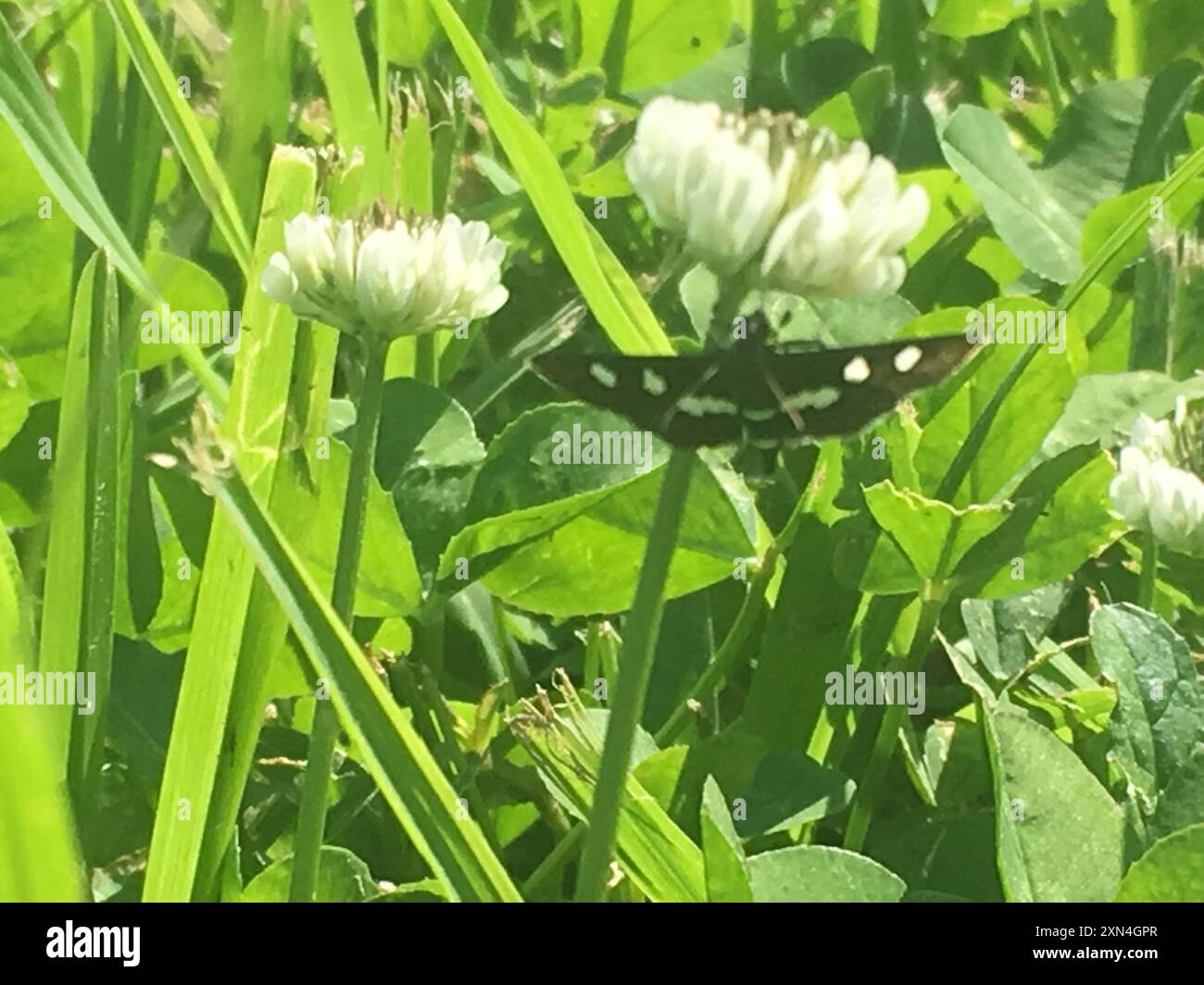 Grape Leaffolder and Leafroller Moths (Desmia funeralis) Insecta Stock ...