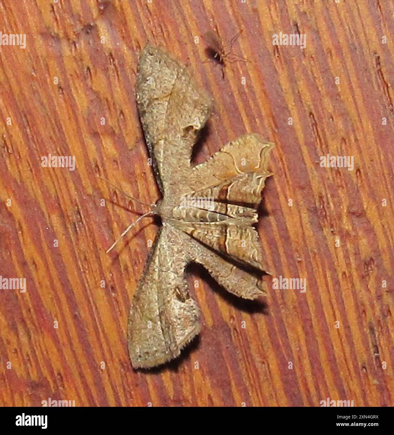 Epiplema hi-res stock photography and images - Alamy