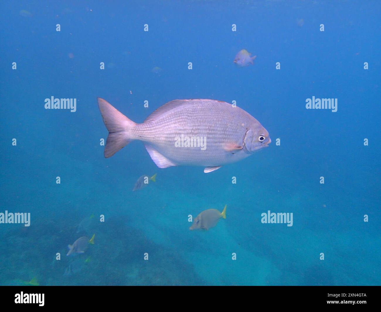 Chubs (Kyphosus) Actinopterygii Stock Photo - Alamy