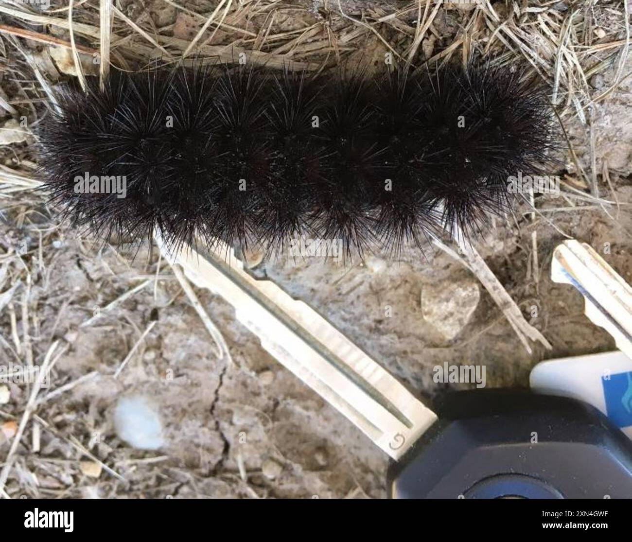 Giant Leopard Moth (Hypercompe scribonia) Insecta Stock Photo - Alamy