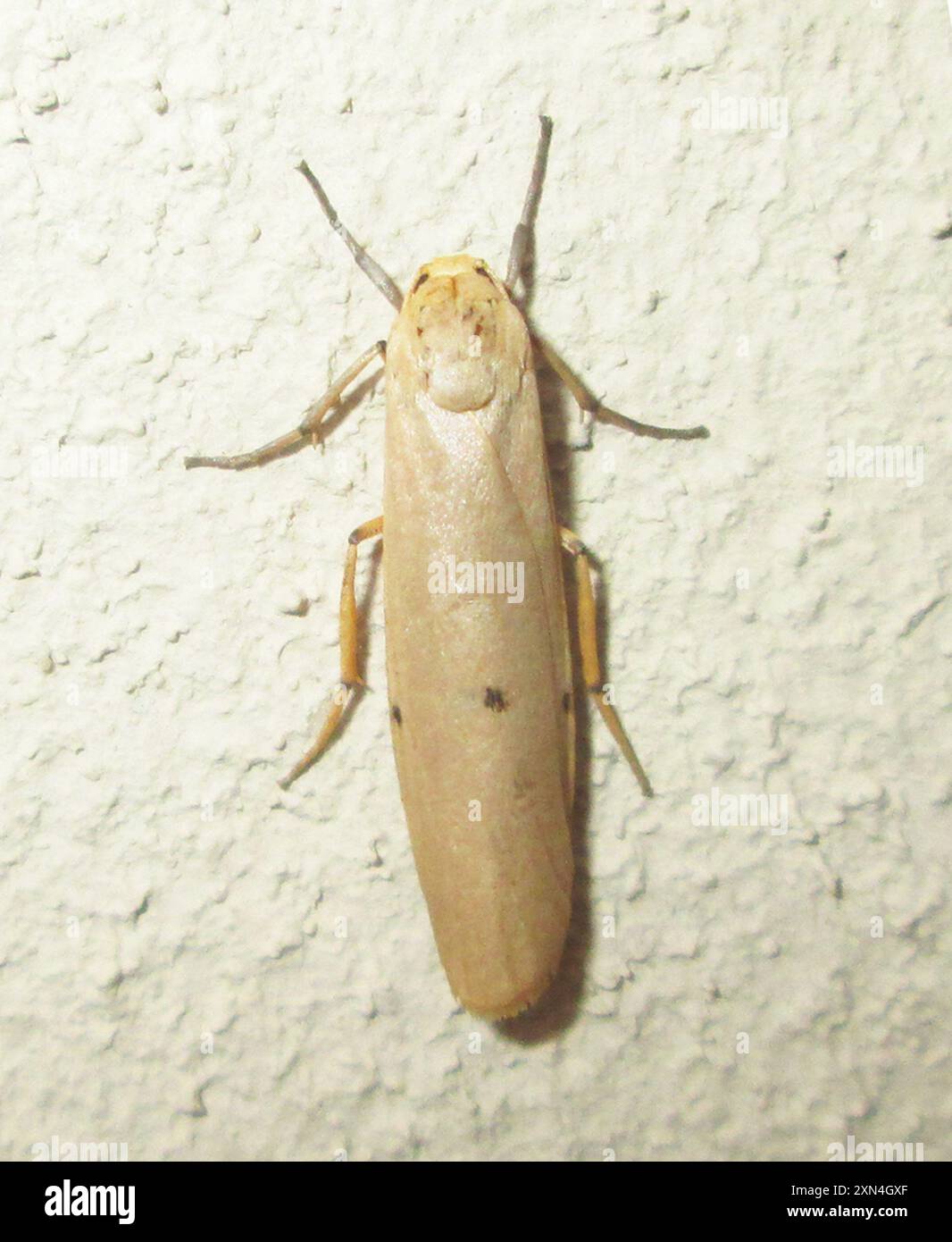 Twin Buttoned Footman (Zobida similipuncta) Insecta Stock Photo - Alamy