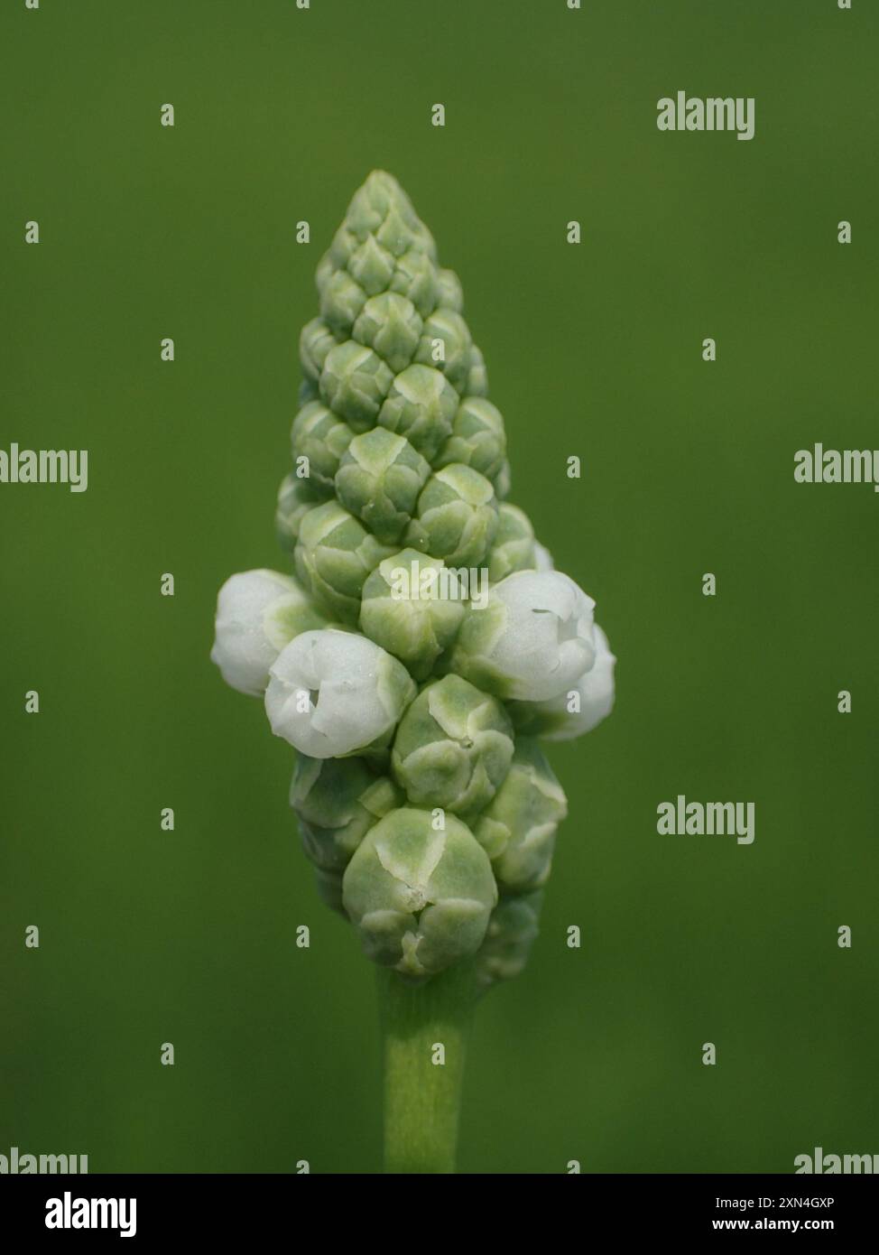 chickenspike (Sphenoclea zeylanica) Plantae Stock Photo - Alamy