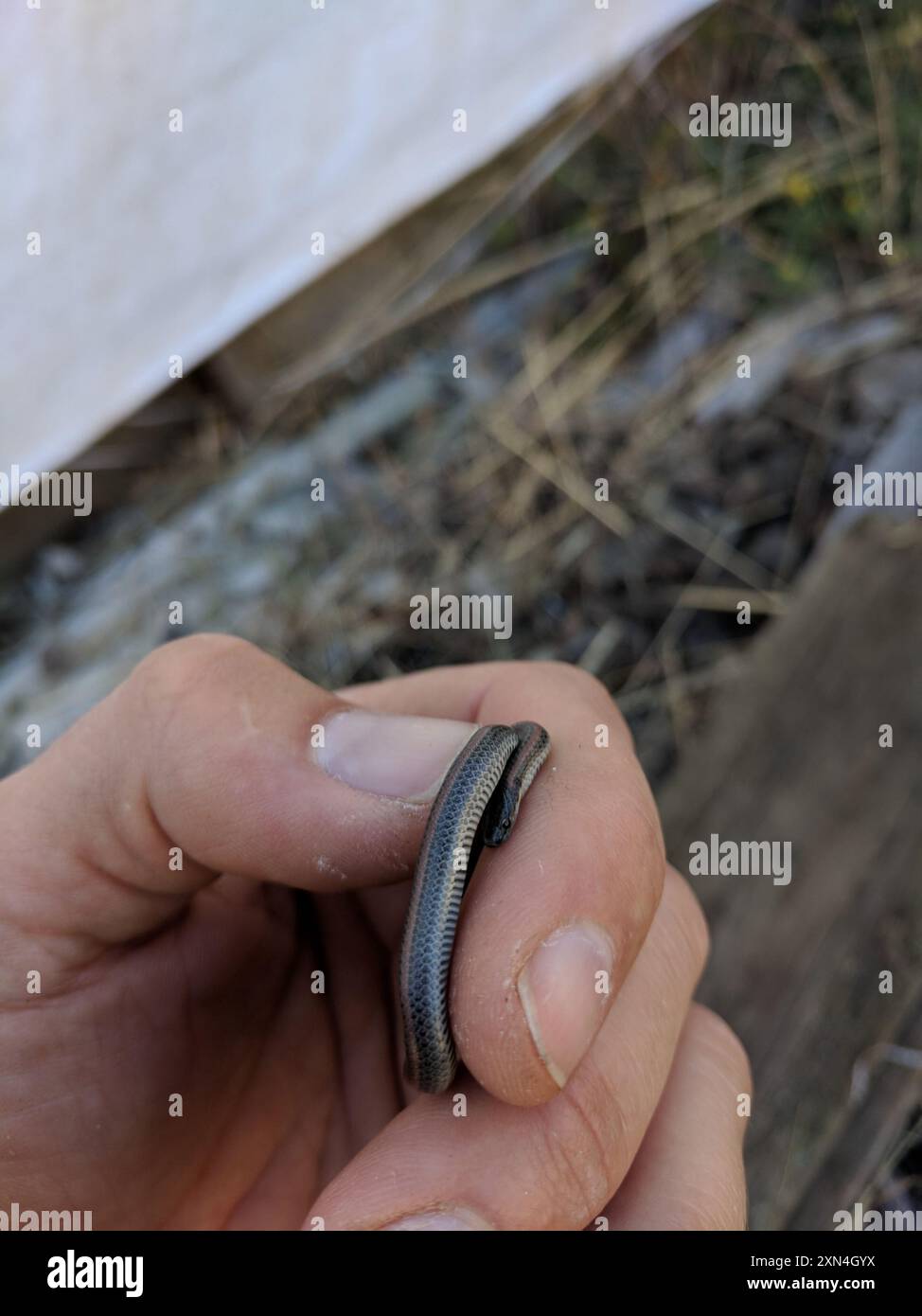 Sharp-tailed Snake (Contia tenuis) Reptilia Stock Photo - Alamy