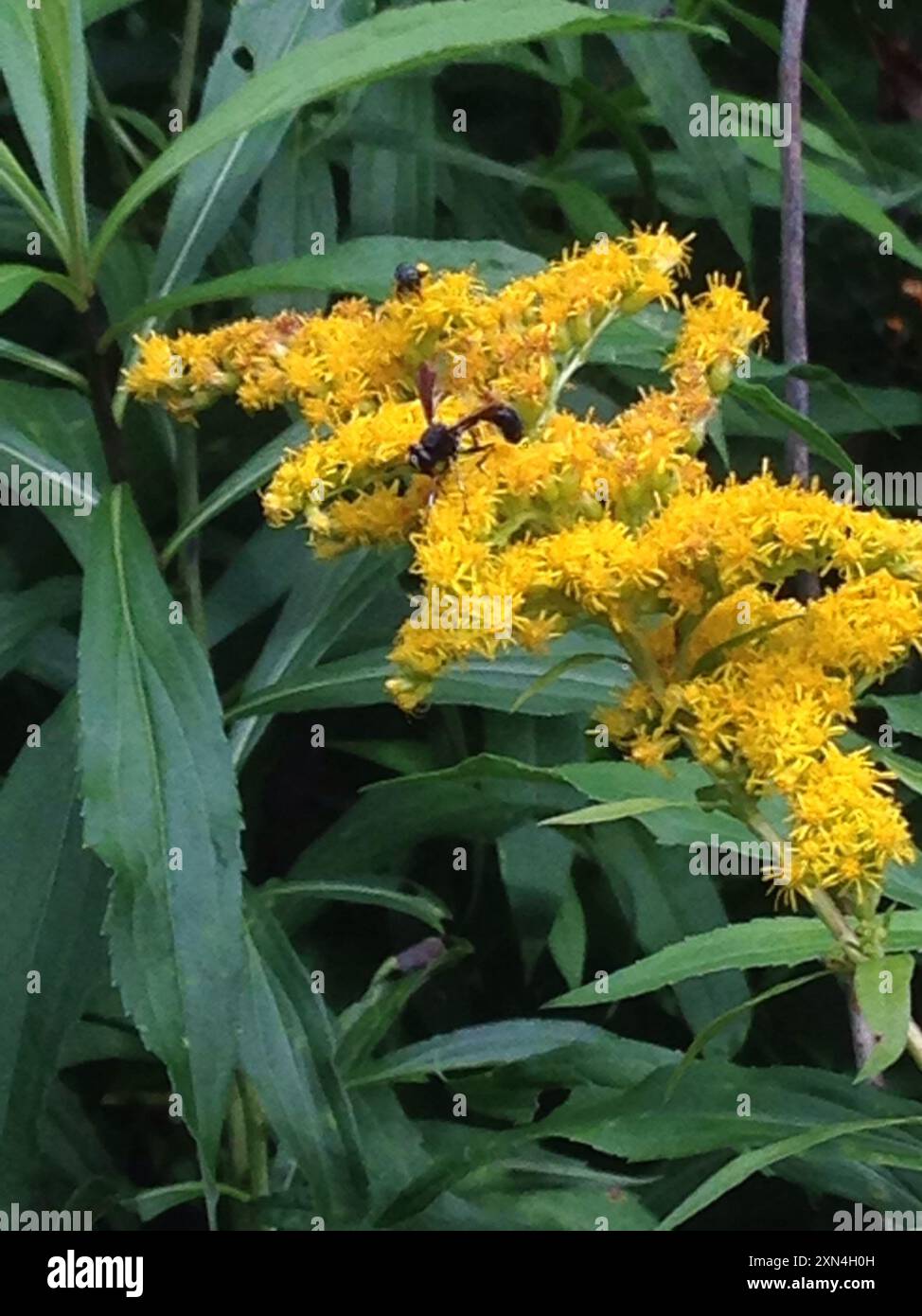 (Physocephala tibialis) Insecta Stock Photo - Alamy