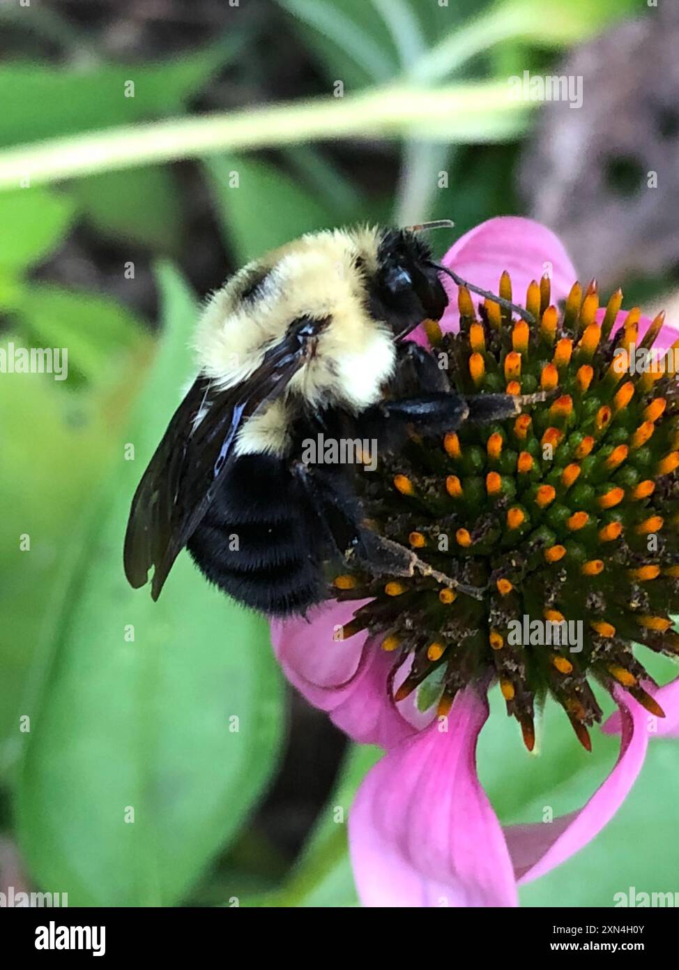 Two-spotted Bumble Bee (Bombus bimaculatus) Insecta Stock Photo - Alamy