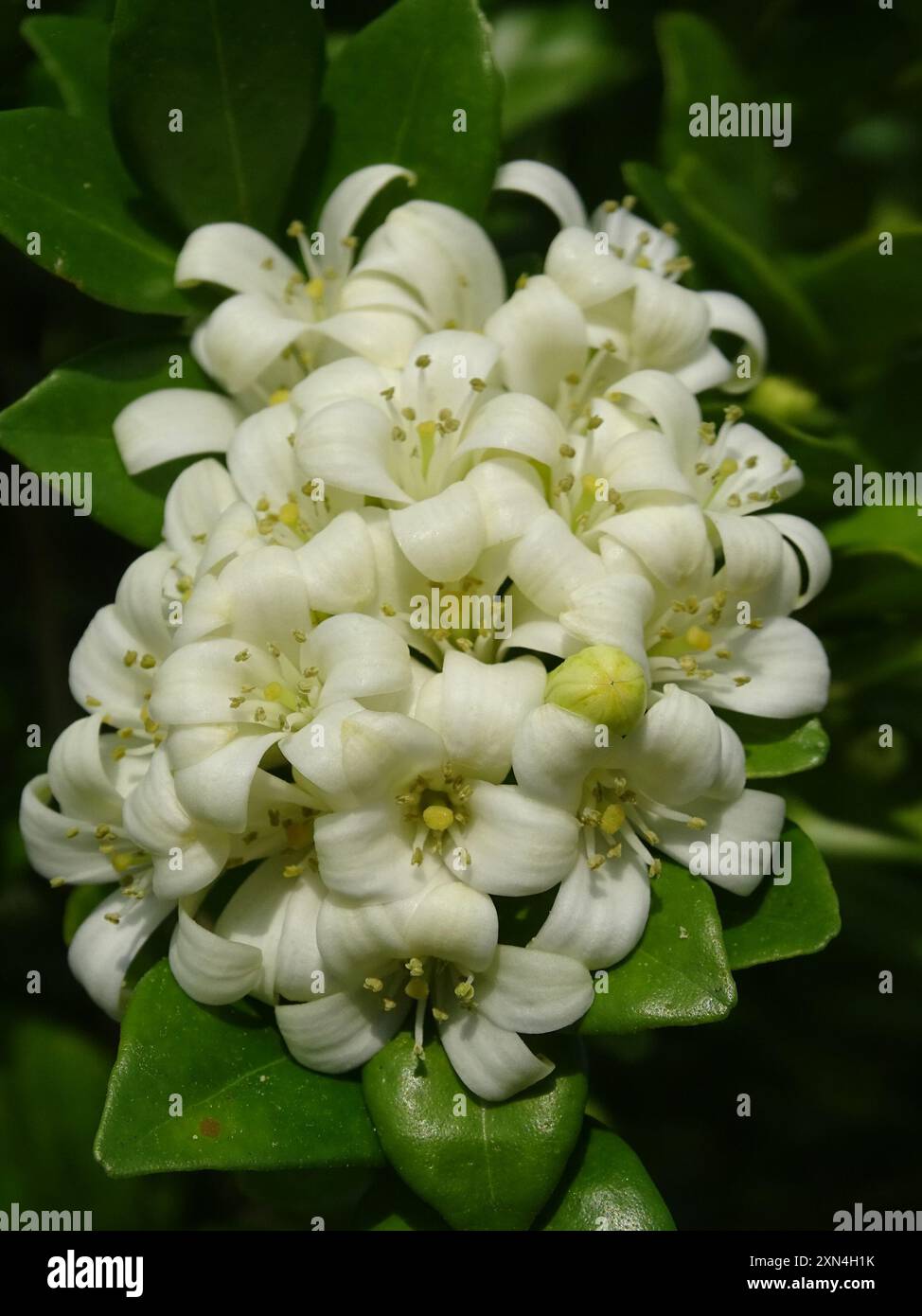 Orange Jasmine (Murraya paniculata) Plantae Stock Photo - Alamy