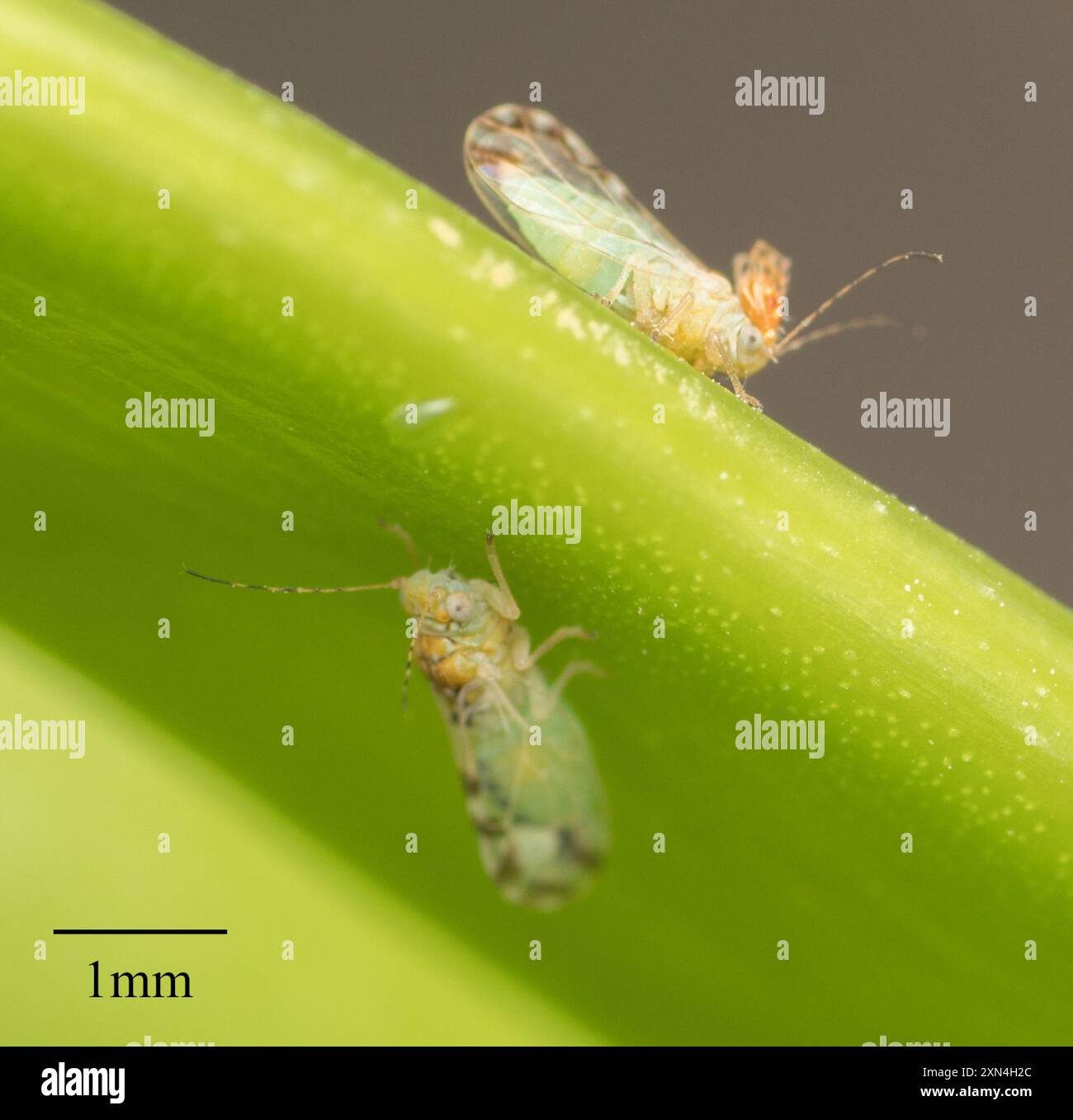 Mesquite Psyllid (Heteropsylla texana) Insecta Stock Photo - Alamy