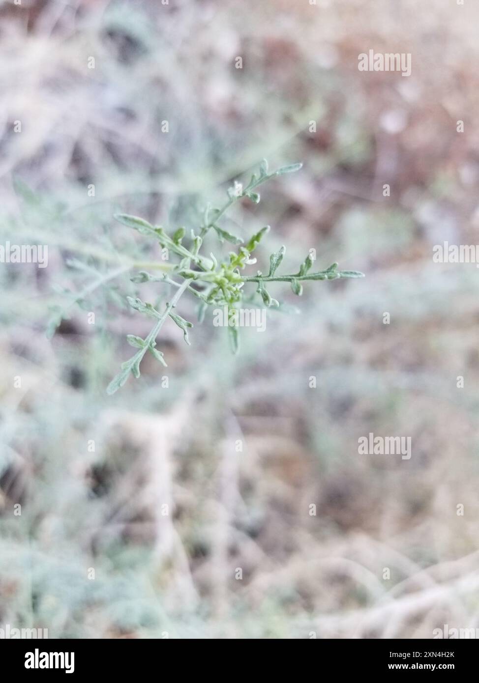 Burrobush (Ambrosia dumosa) Plantae Stock Photo - Alamy
