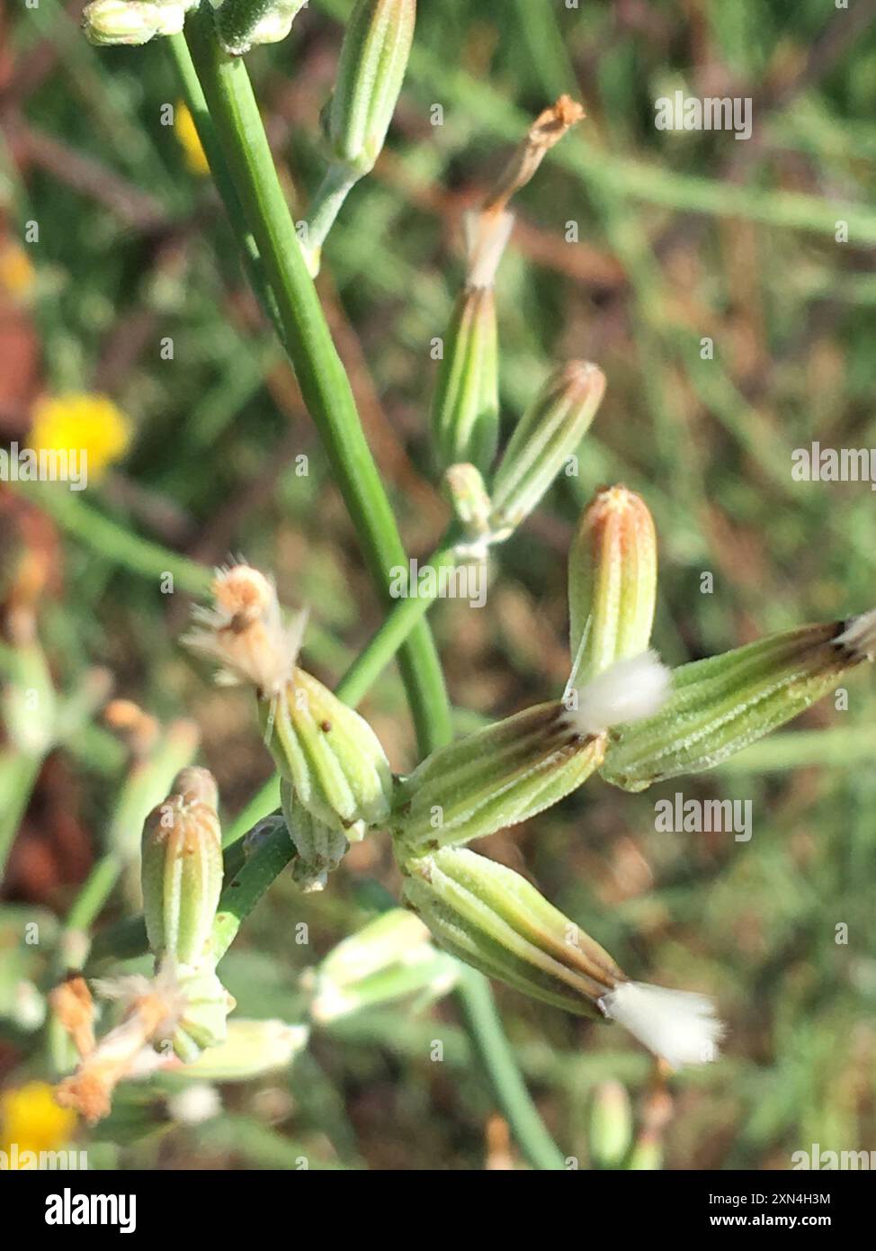 Rush Skeletonweed (Chondrilla juncea) Plantae Stock Photo - Alamy