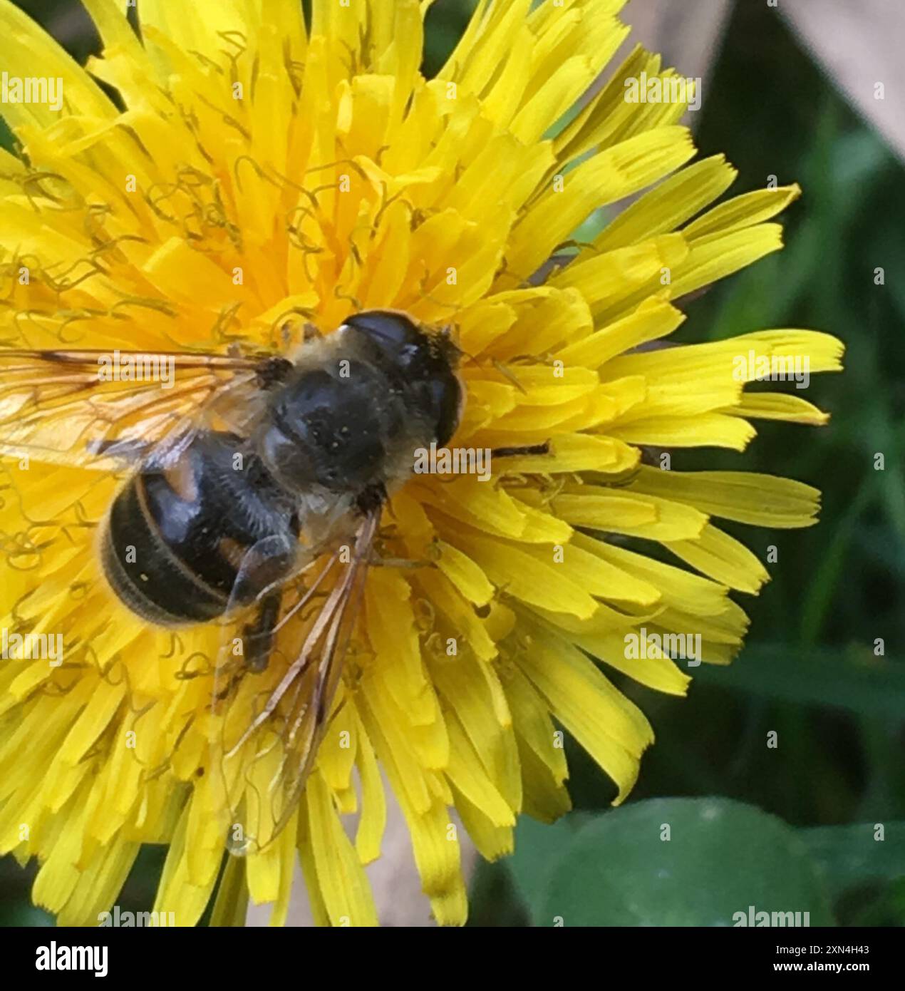 Common Drone Fly (Eristalis tenax) Insecta Stock Photo - Alamy