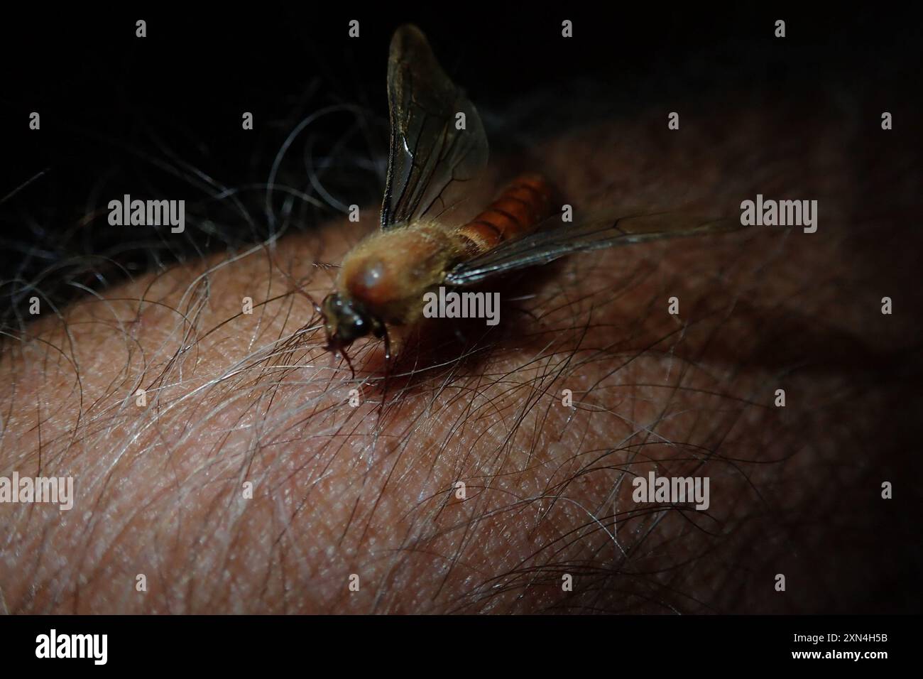 Dorylus ants hi-res stock photography and images - Alamy