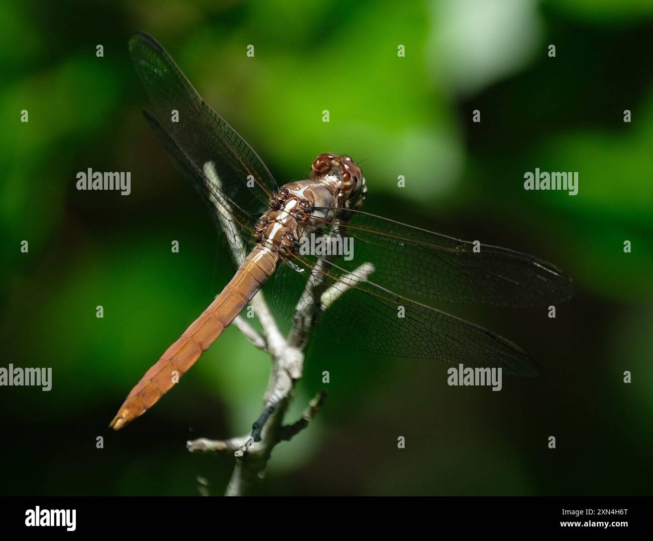 Roseate Skimmer (Orthemis ferruginea) Insecta Stock Photo - Alamy