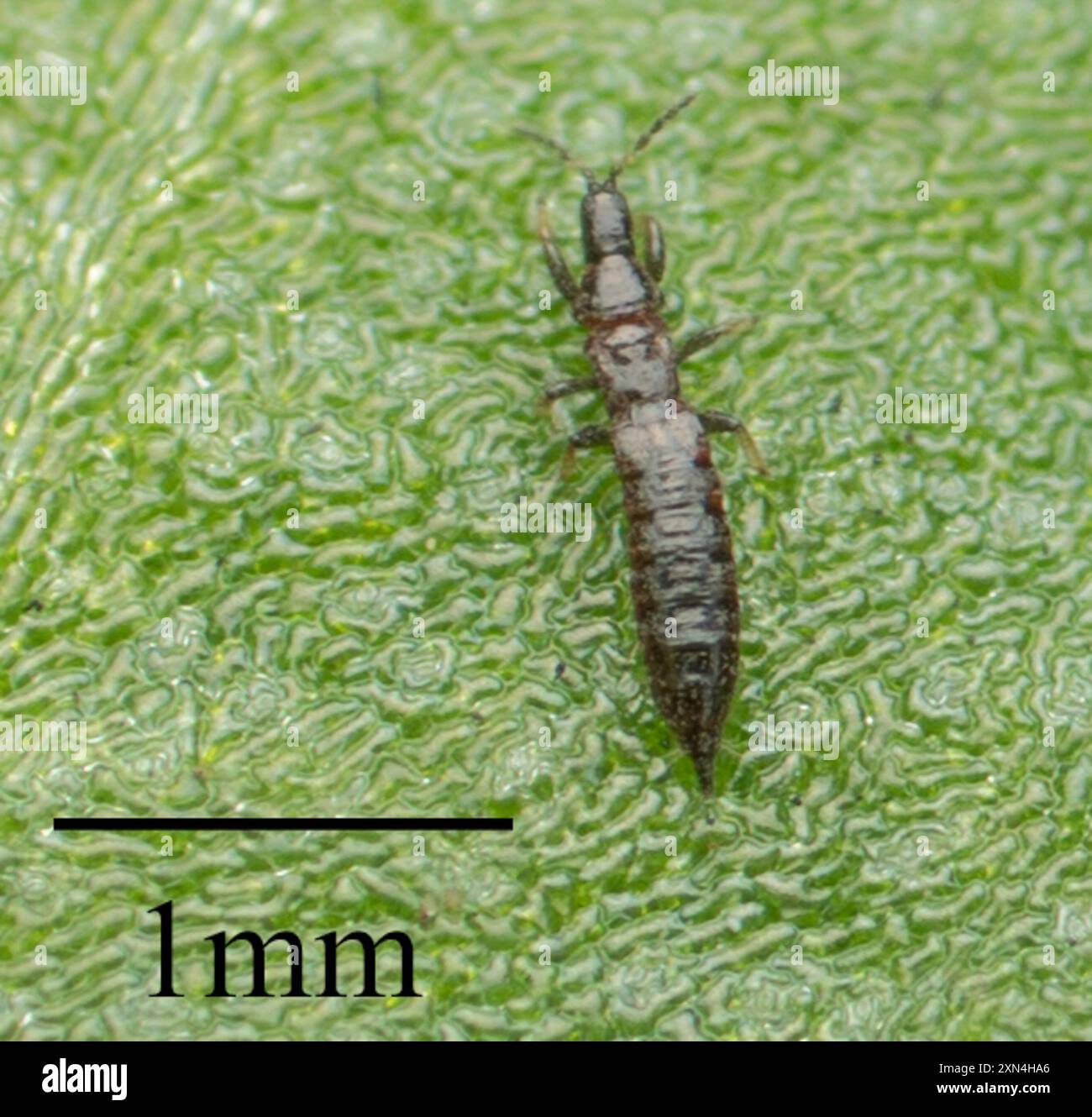 Thrips (Thysanoptera) Insecta Stock Photo - Alamy