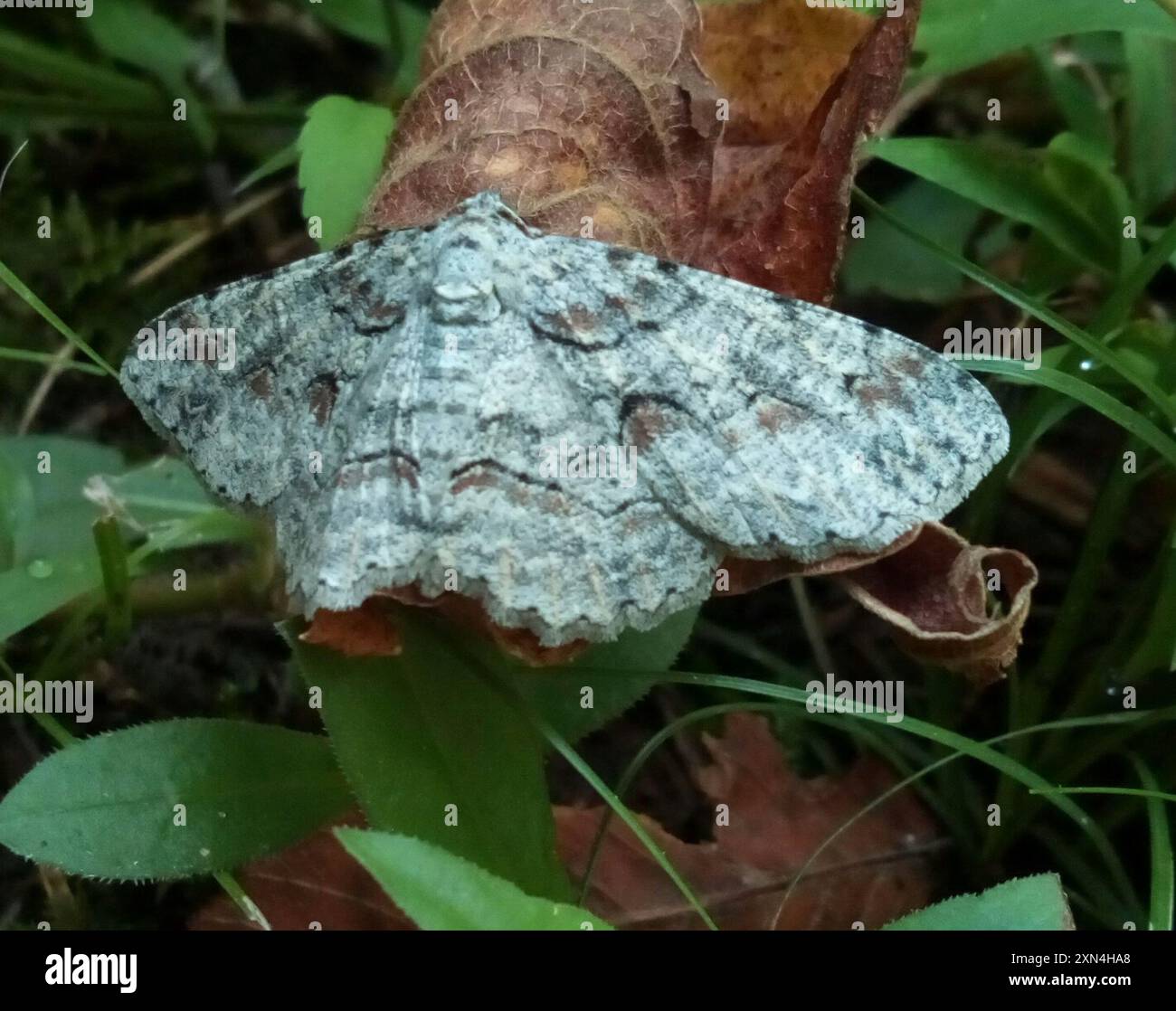 Brown-shaded Gray (Iridopsis defectaria) Insecta Stock Photo - Alamy
