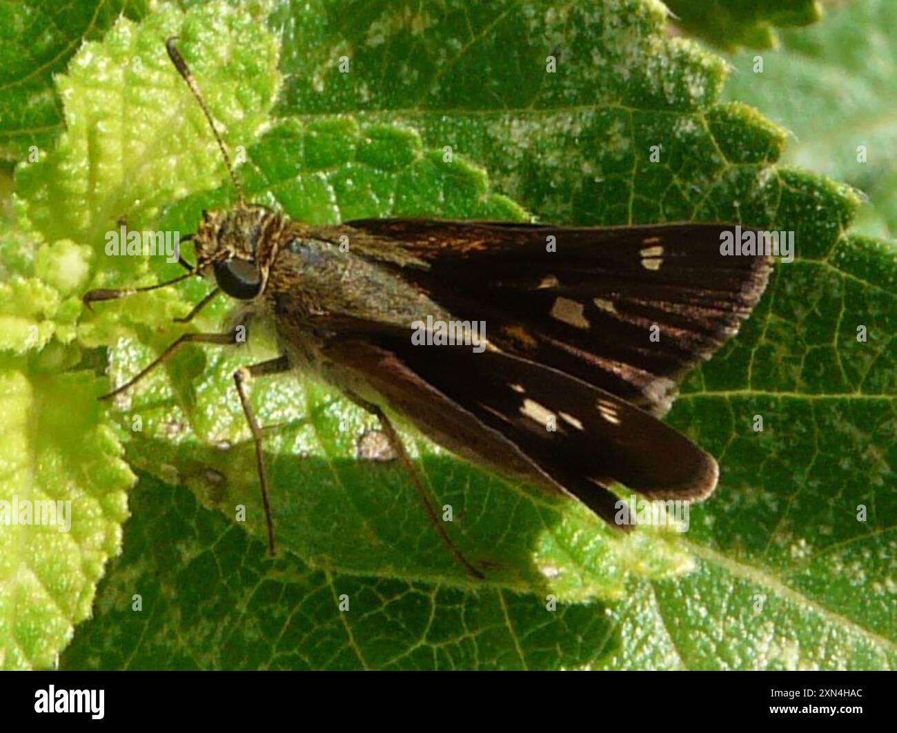 Vernia verna hi-res stock photography and images - Alamy