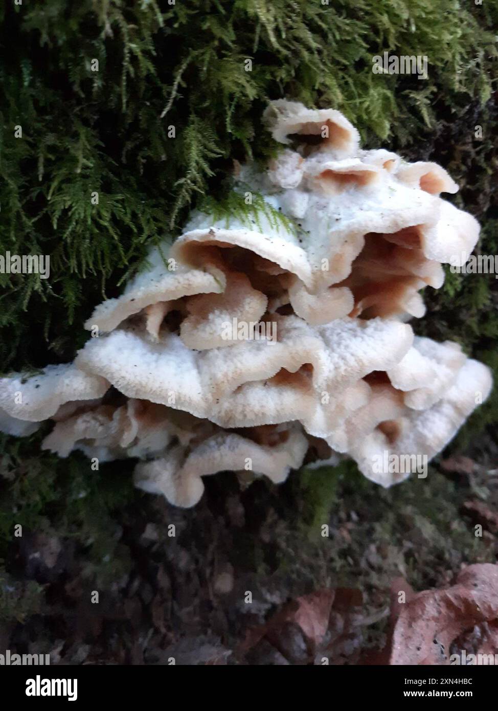 Trembling Crust (Merulius tremellosus) Fungi Stock Photo - Alamy