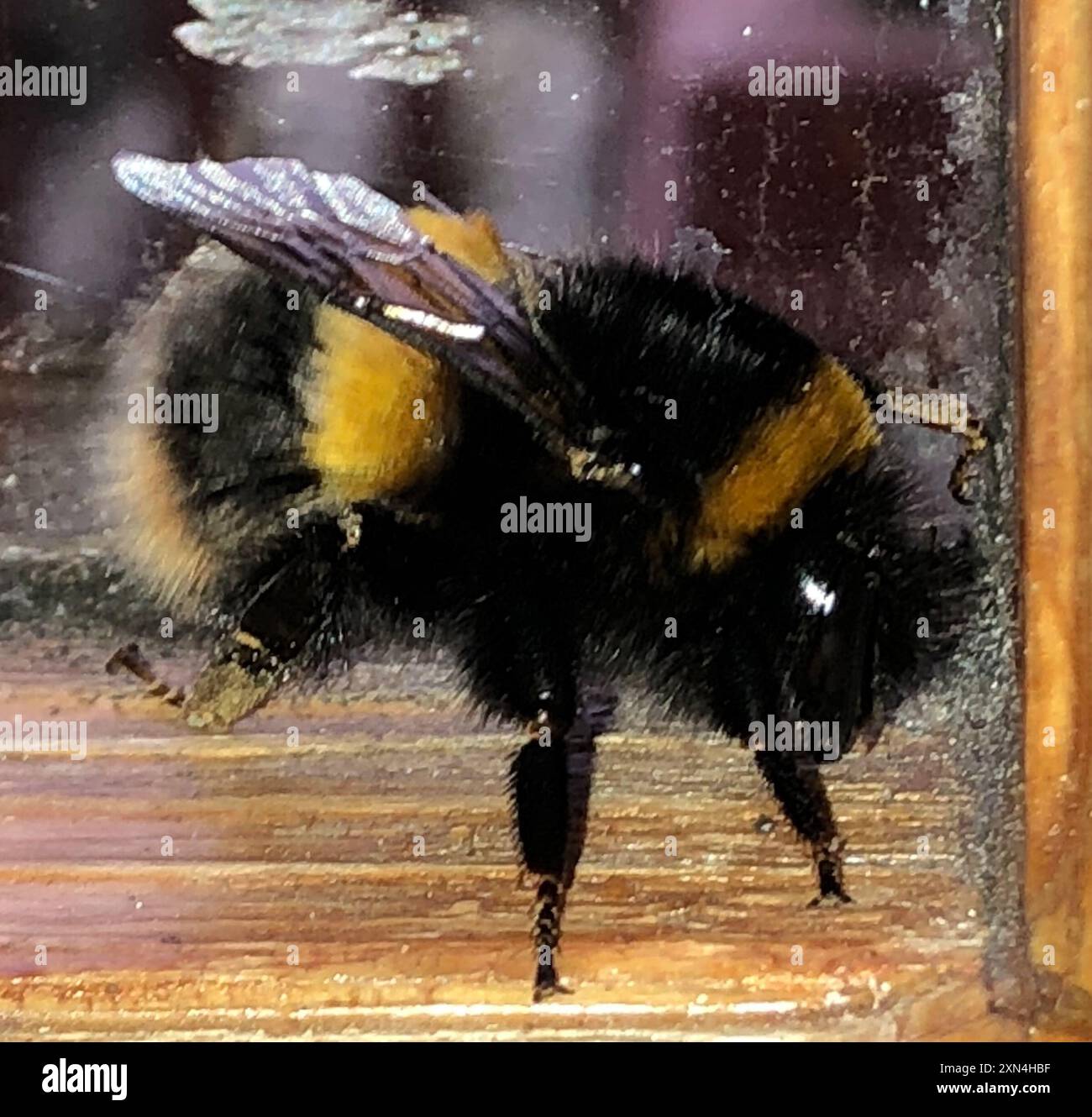Buff-tailed Bumble Bee (Bombus terrestris) Insecta Stock Photo - Alamy
