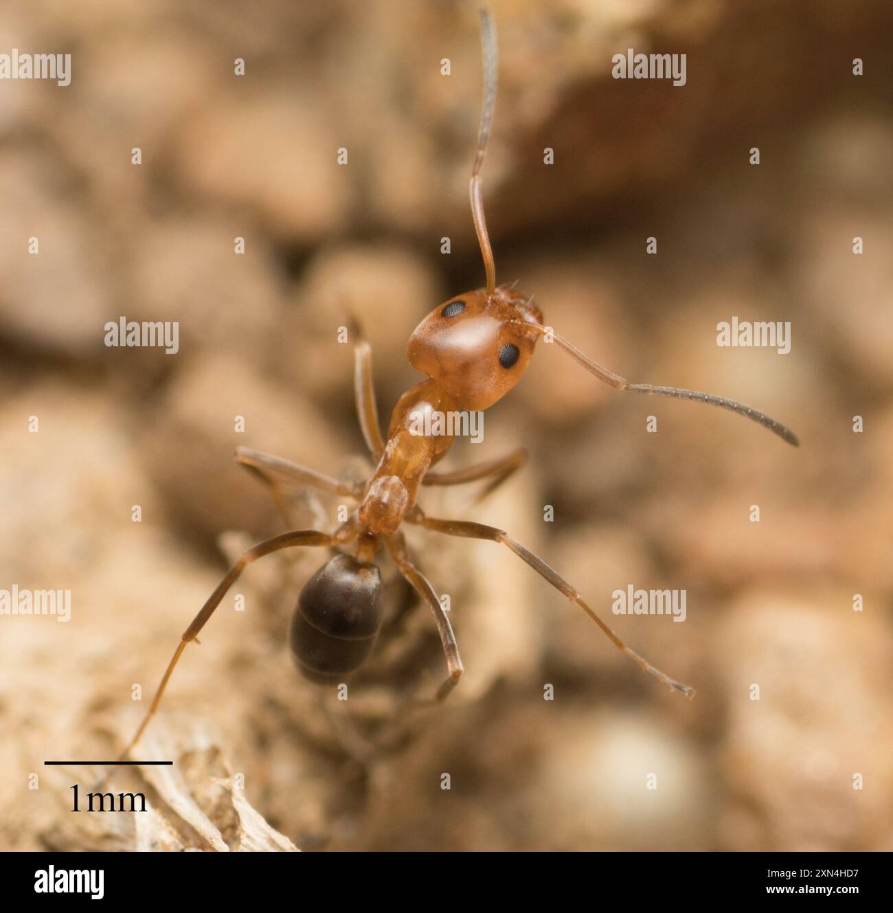 Bicolored Pyramid Ant (Dorymyrmex bicolor) Insecta Stock Photo - Alamy