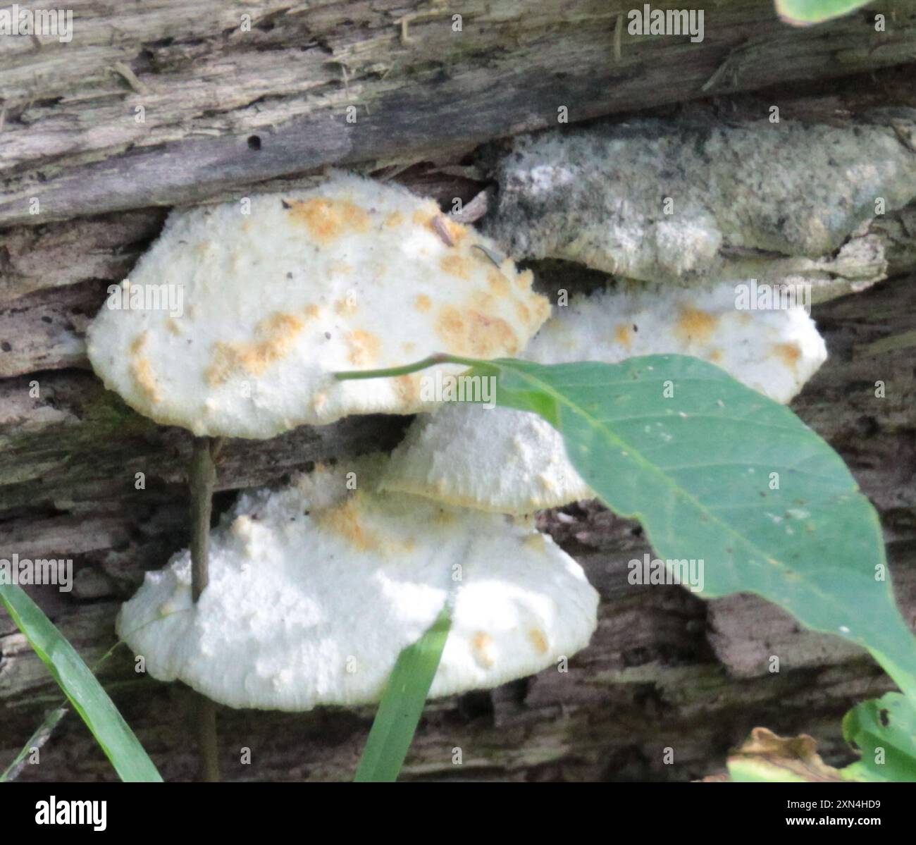 brown-staining cheese polypore (Fuscopostia fragilis) Fungi Stock Photo ...