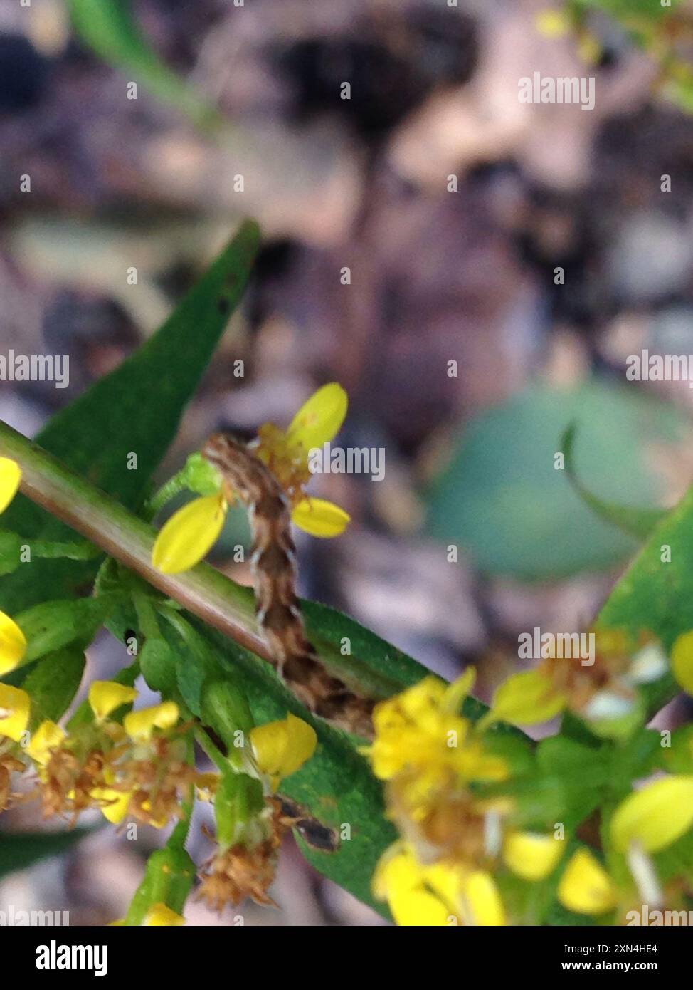 Geometer Moths (Geometridae) Insecta Stock Photo - Alamy
