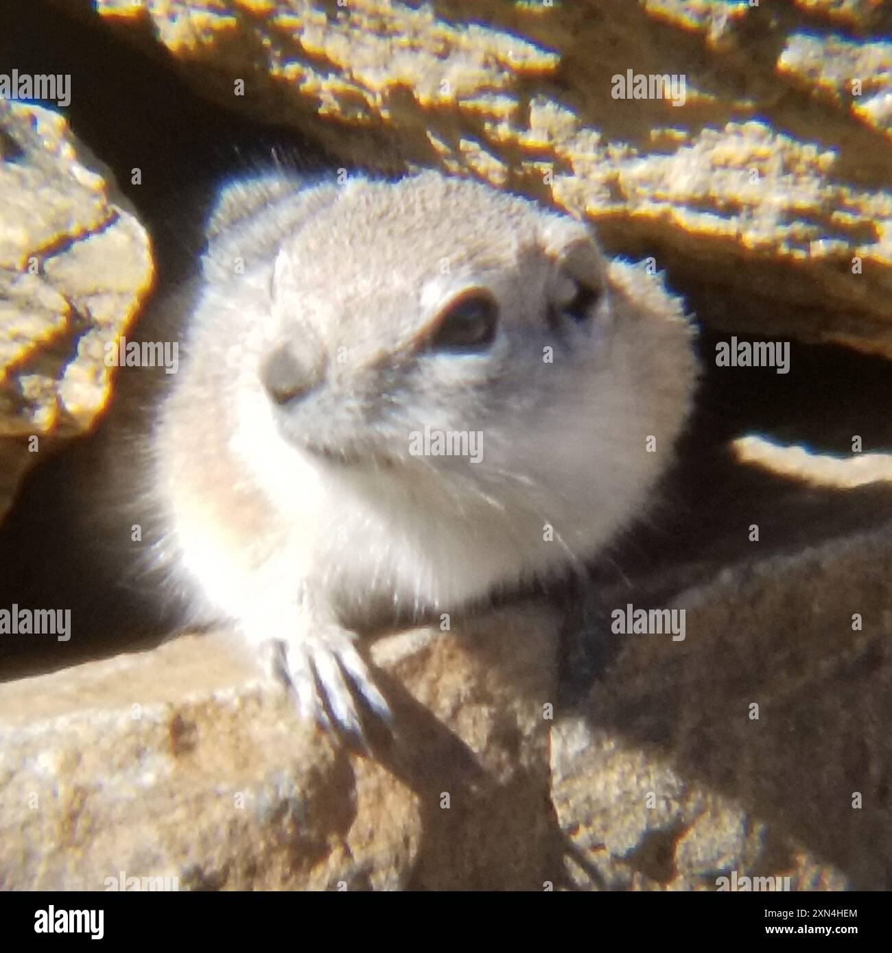 White-tailed Antelope Squirrel (Ammospermophilus leucurus) Mammalia ...
