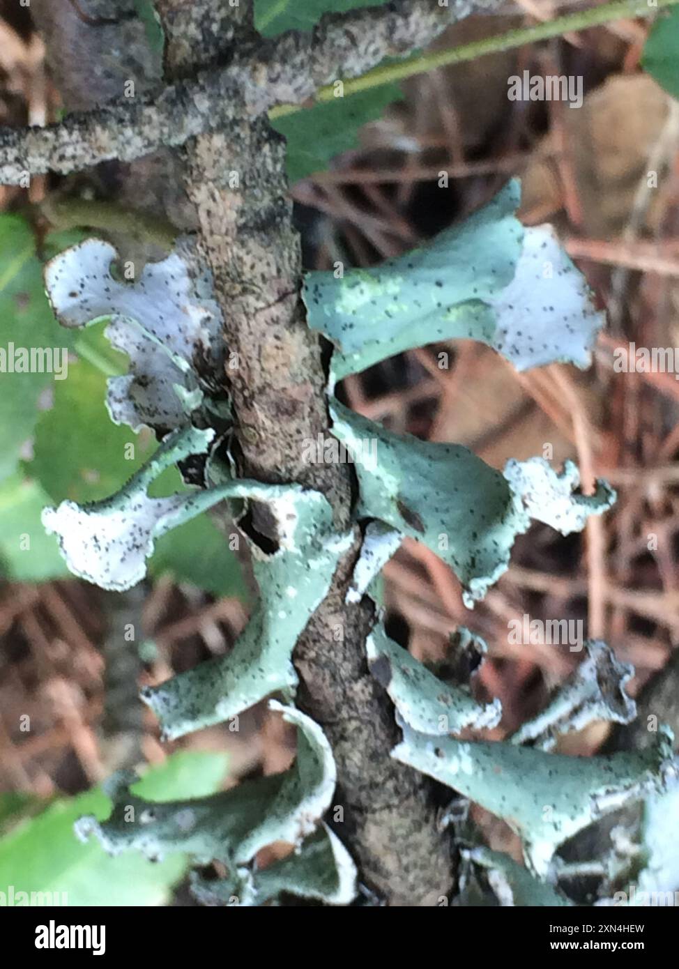 shield lichens and allies (Parmeliaceae) Fungi Stock Photo - Alamy