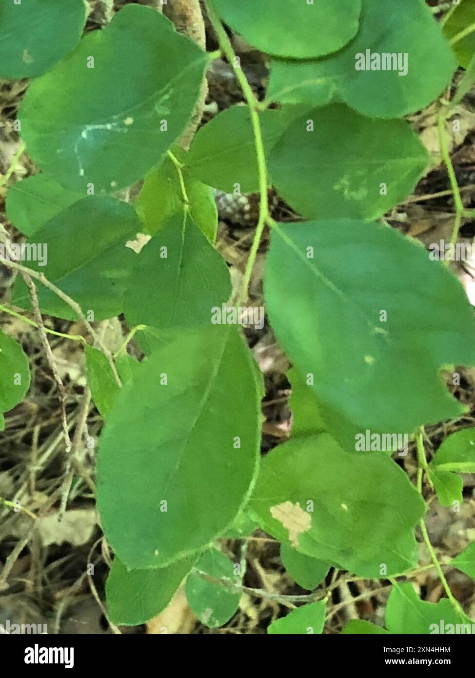 vascular plants (Tracheophyta) Plantae Stock Photo - Alamy