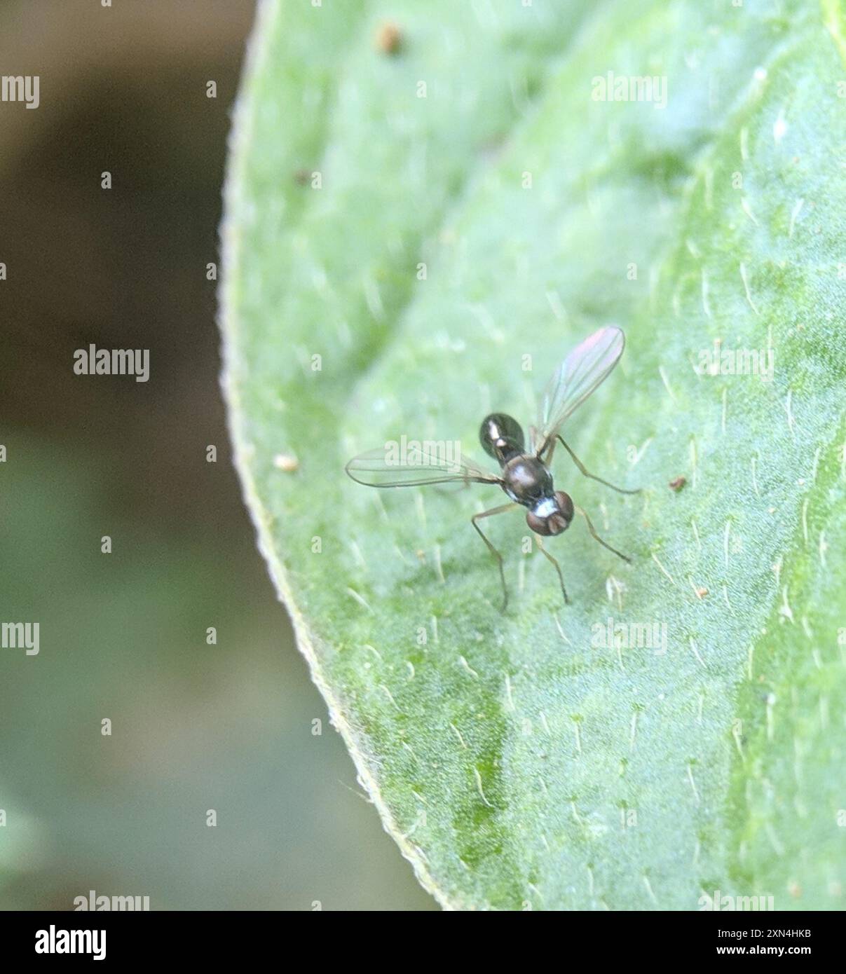 Black Scavenger Flies (Sepsidae) Insecta Stock Photo - Alamy