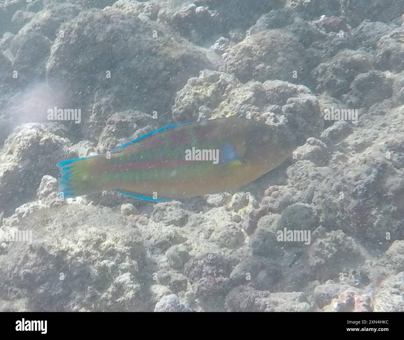 Christmas Wrasse (Thalassoma trilobatum) Actinopterygii Stock Photo - Alamy