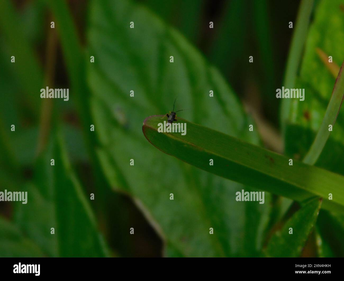 Garden Fleahopper (Microtechnites bractatus) Insecta Stock Photo - Alamy