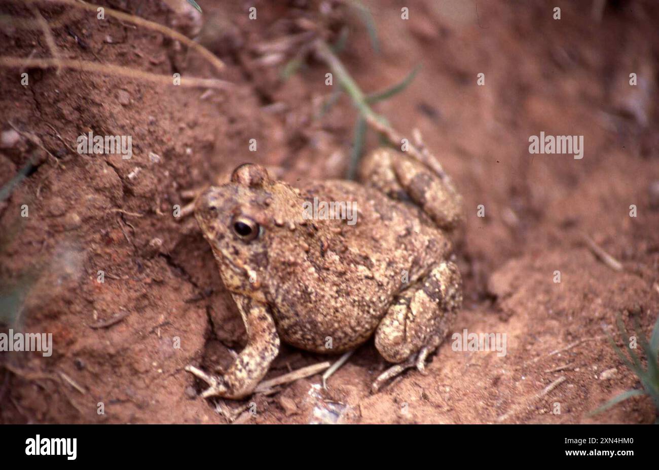 Confused frog hi-res stock photography and images - Alamy