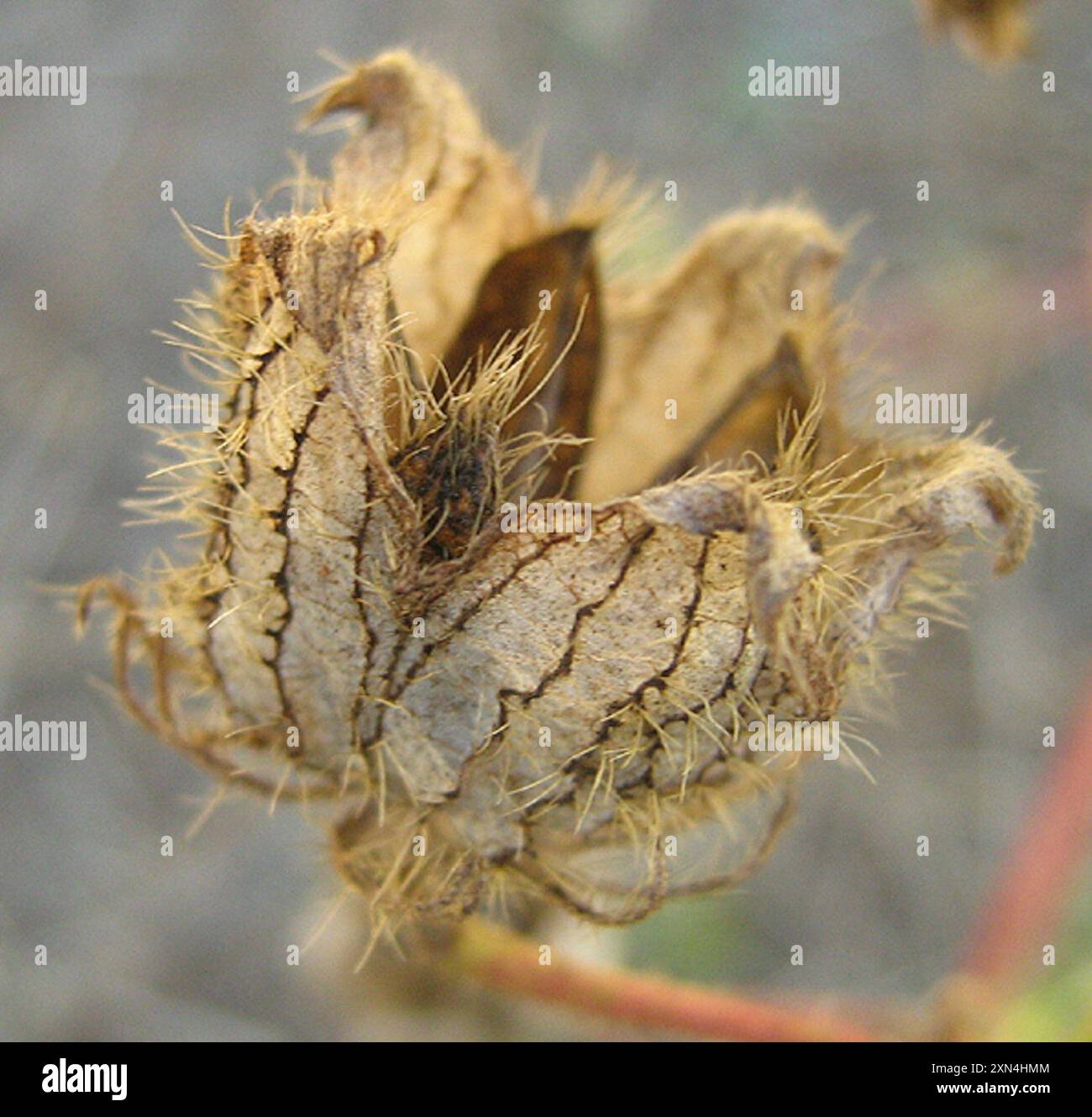 flower-of-an-hour (Hibiscus trionum) Plantae Stock Photo - Alamy