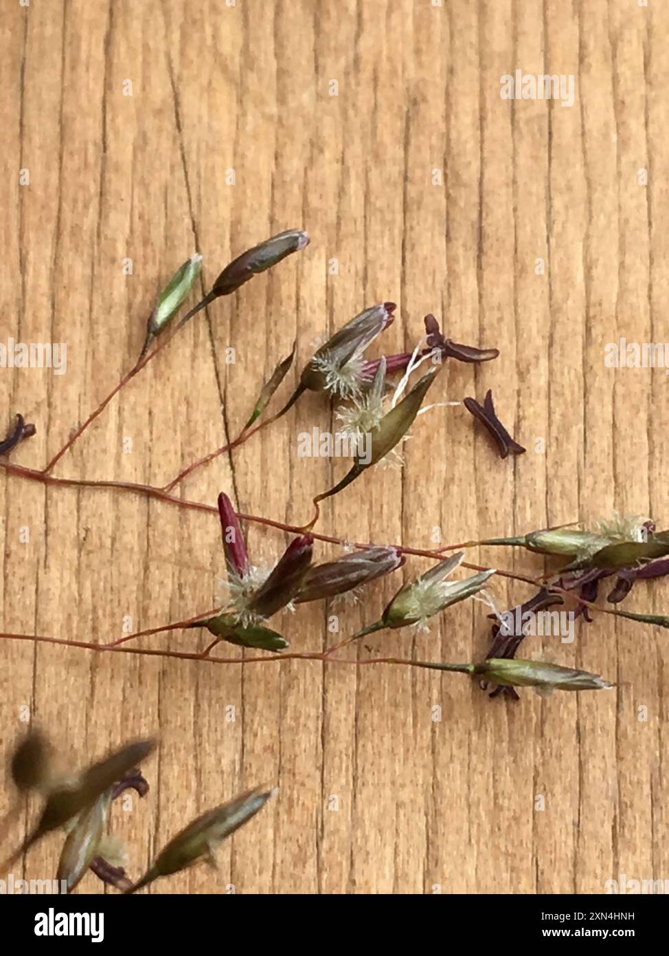 prairie dropseed (Sporobolus heterolepis) Plantae Stock Photo - Alamy