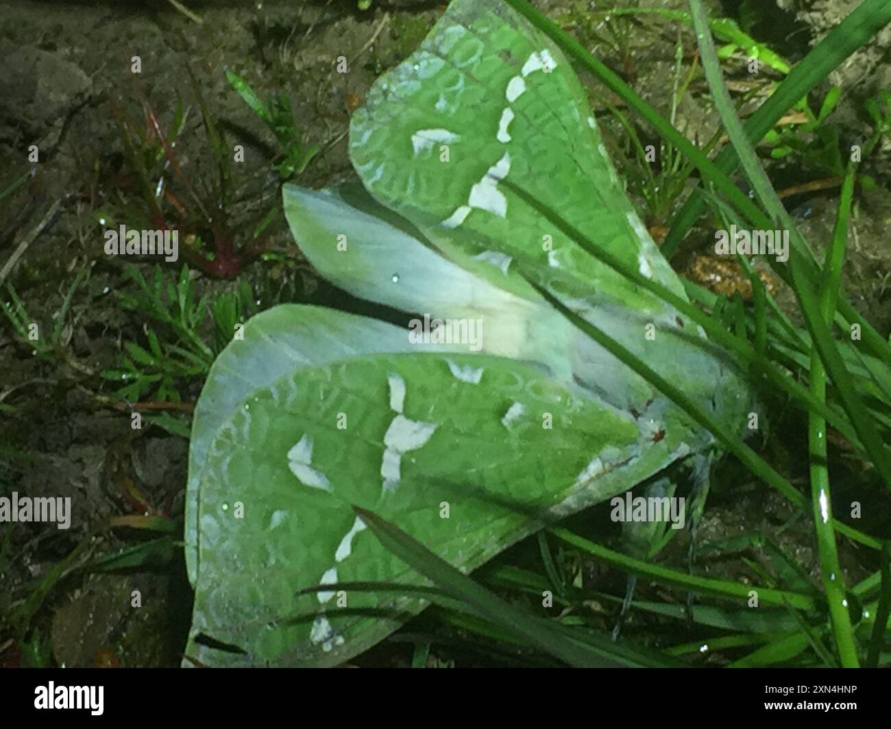Puriri moth hi-res stock photography and images - Alamy