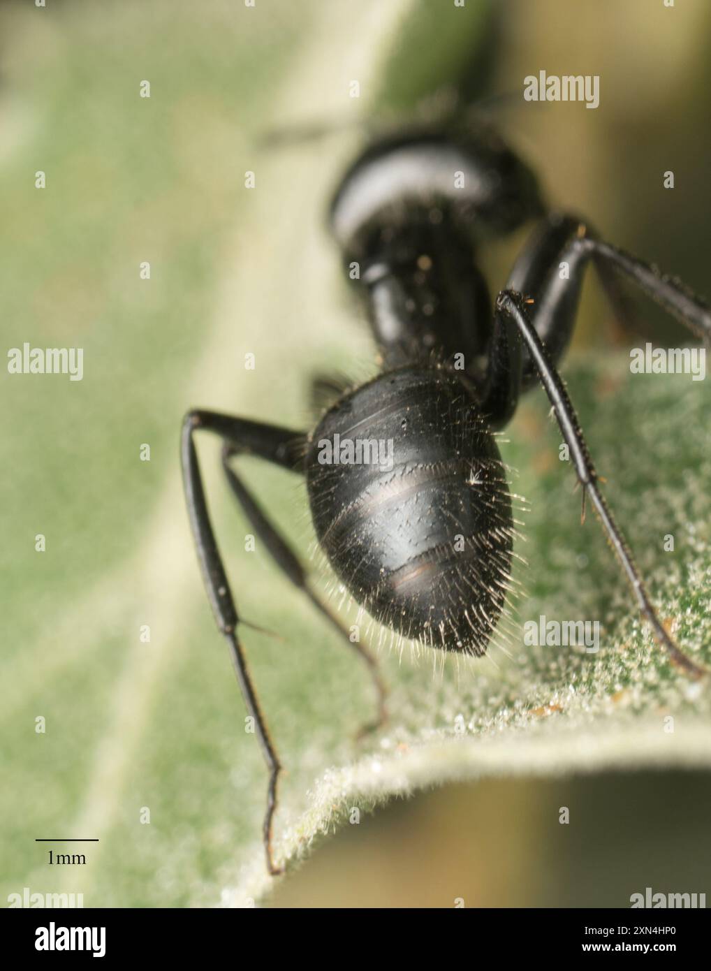 Hairy Smooth Carpenter Ant (Camponotus laevissimus) Insecta Stock Photo ...