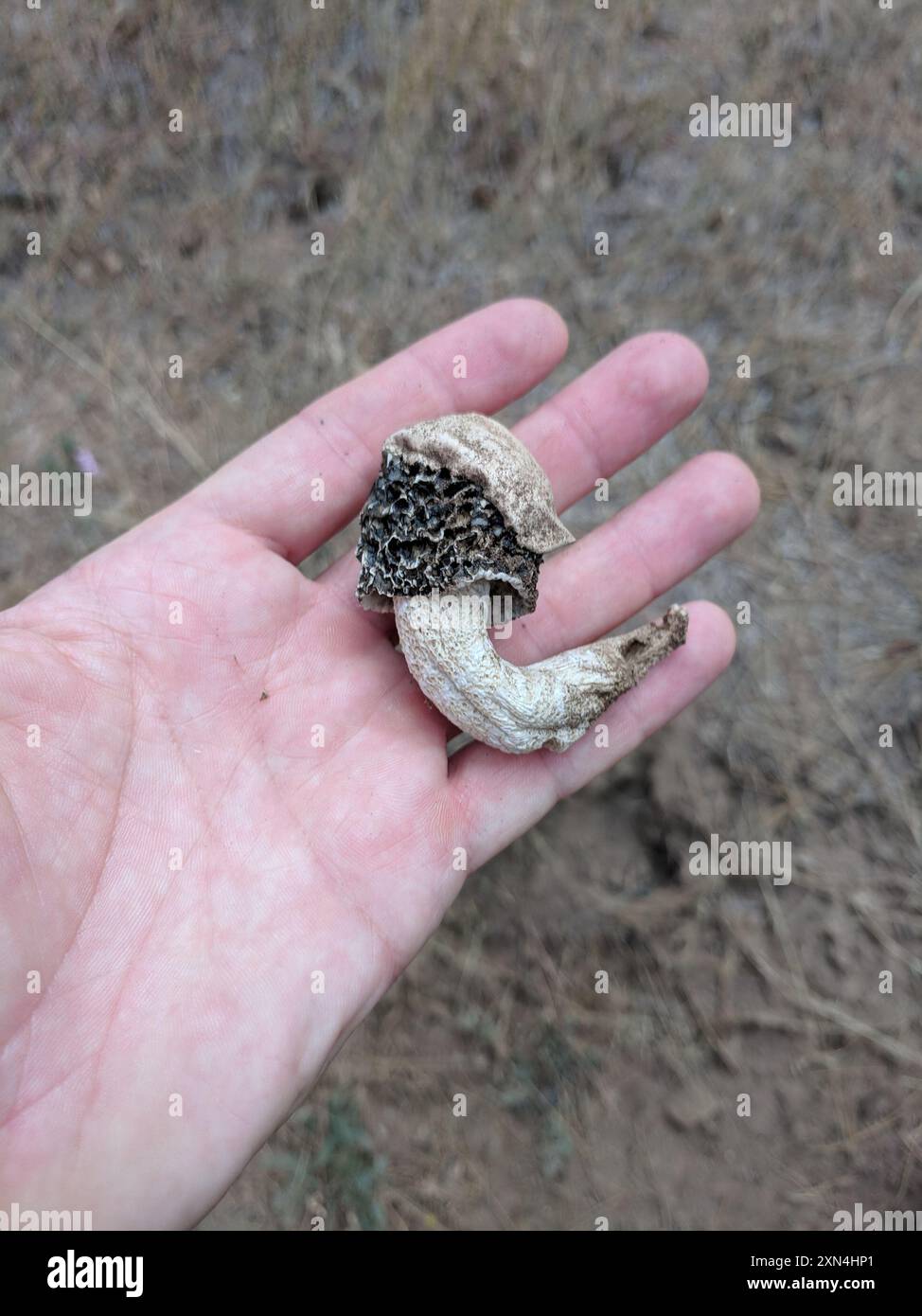 dune stinkhorn (Phallus hadriani) Fungi Stock Photo - Alamy