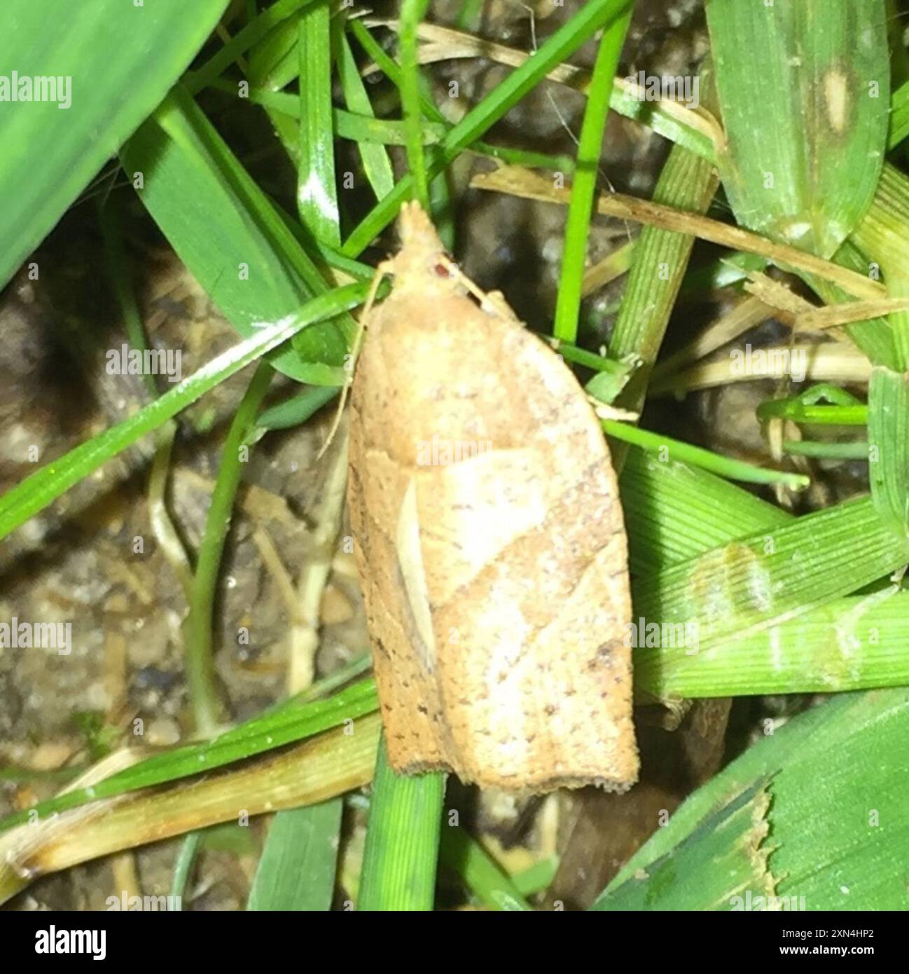 Woodgrain Leafroller Moth (Pandemis lamprosana) Insecta Stock Photo - Alamy