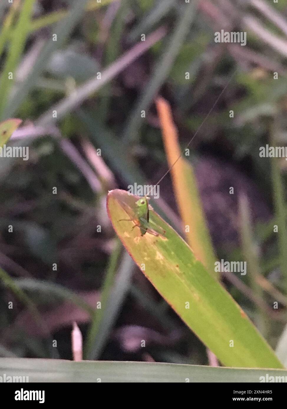 Common Meadow Katydids (Conocephalini) Insecta Stock Photo - Alamy