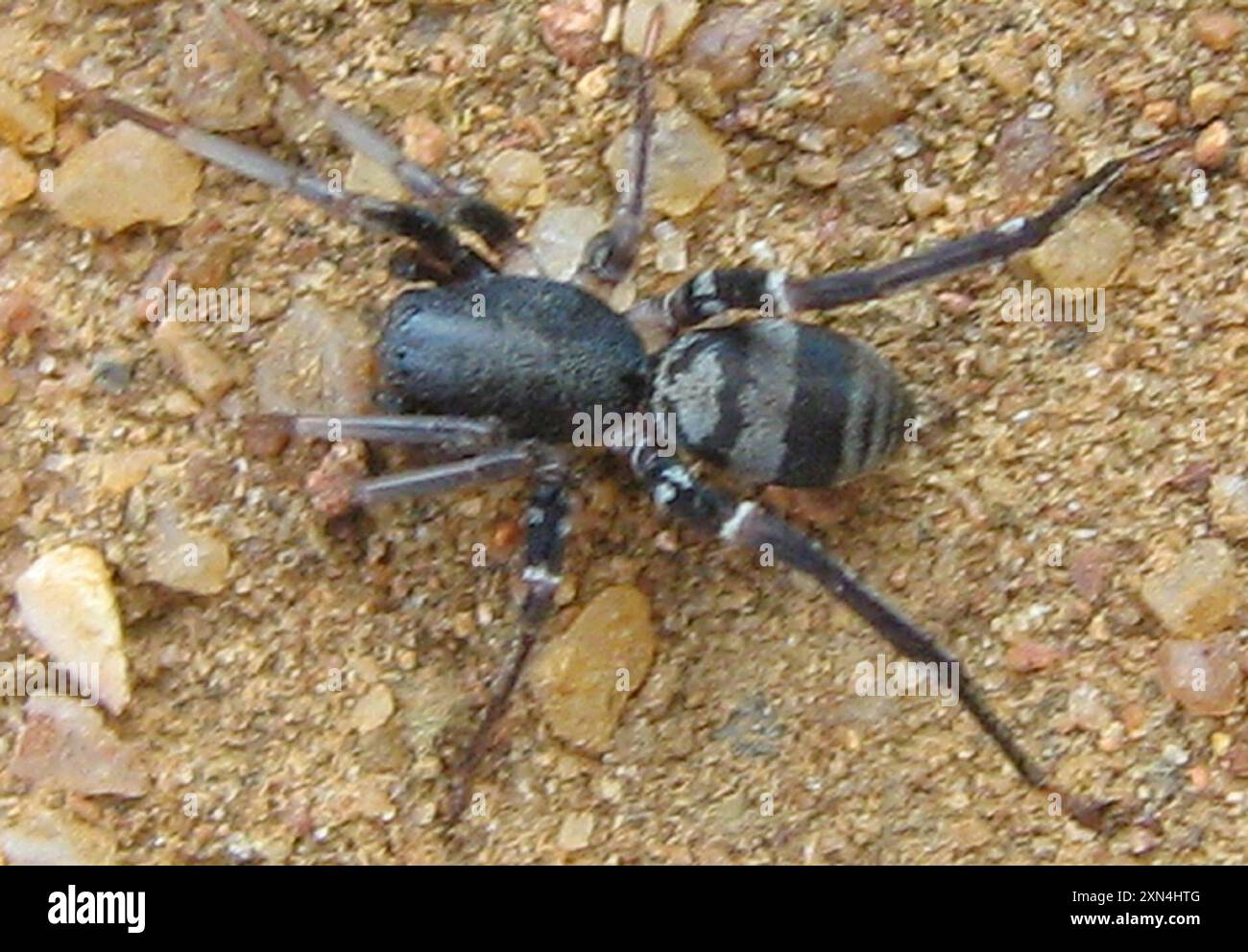 Ground and Ant-mimic Sac Spiders (Corinnidae) Arachnida Stock Photo - Alamy
