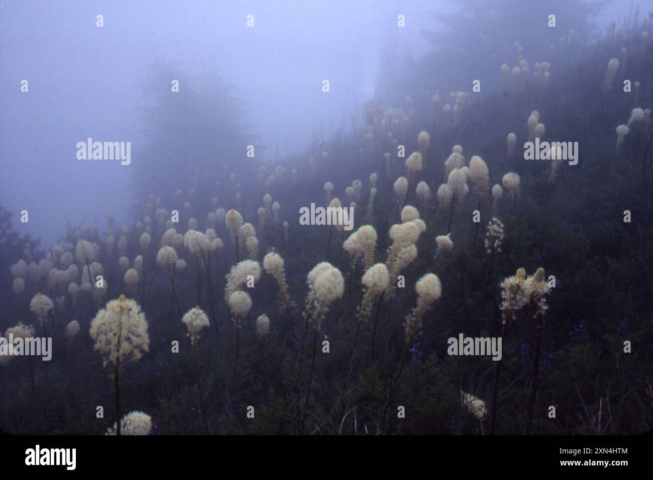common beargrass (Xerophyllum tenax) Plantae Stock Photo - Alamy