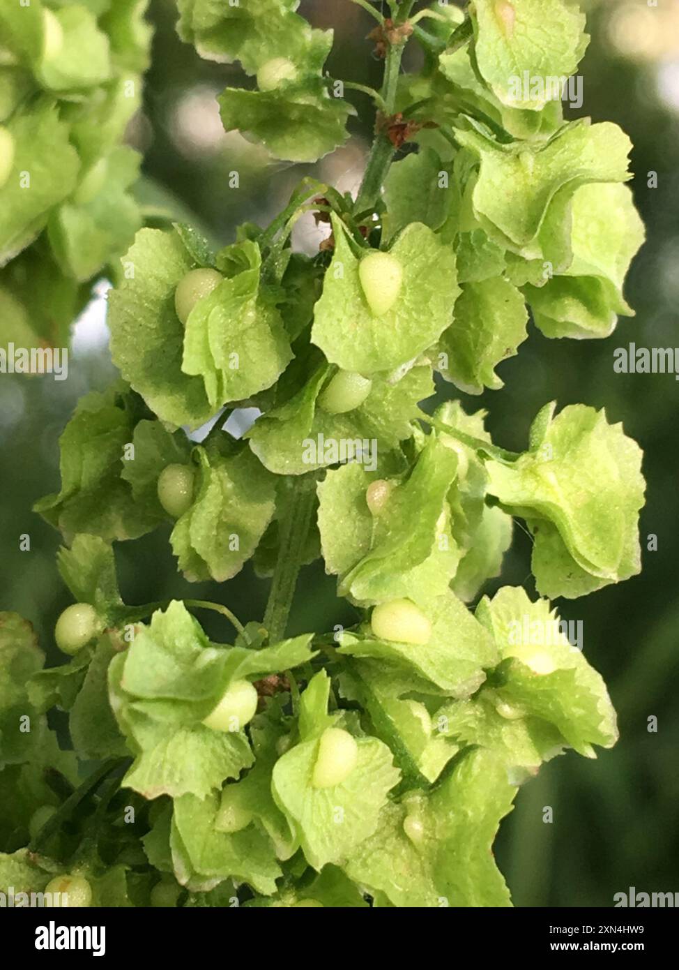 Greek Dock (Rumex cristatus) Plantae Stock Photo - Alamy