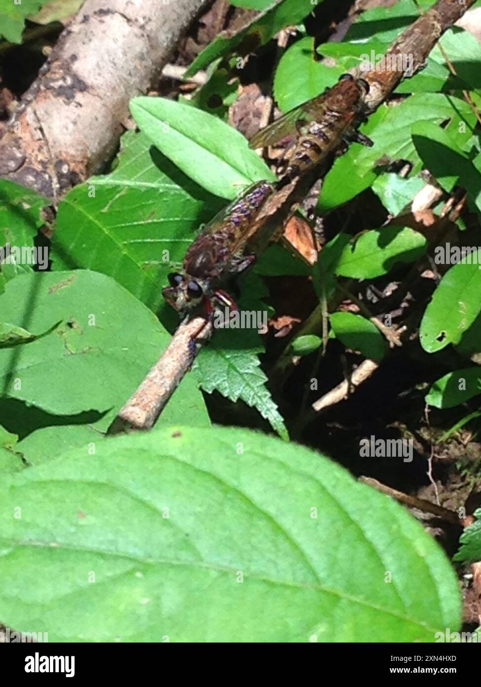 Maroon-legged Lion Fly (Promachus hinei) Insecta Stock Photo - Alamy