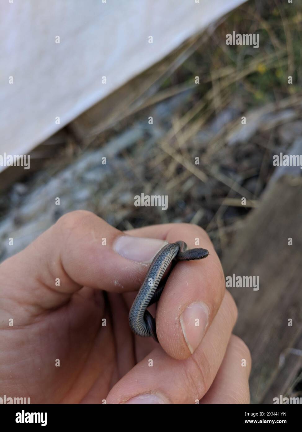 Sharp-tailed Snake (Contia tenuis) Reptilia Stock Photo - Alamy