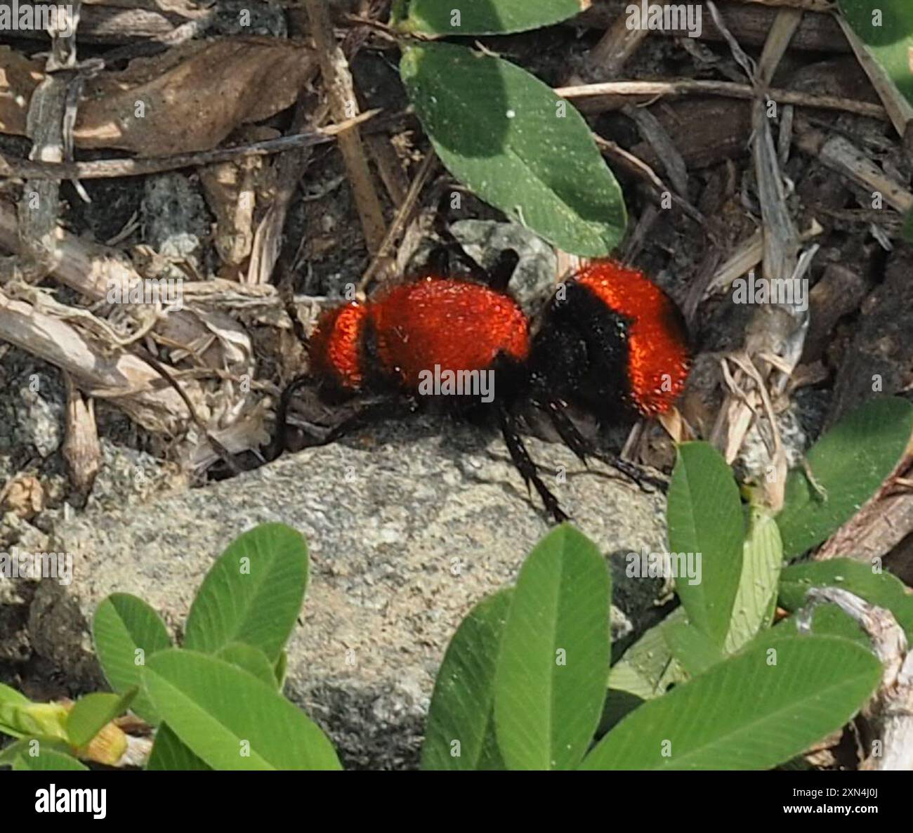Common Eastern Velvet Ant (Dasymutilla occidentalis) Insecta Stock ...