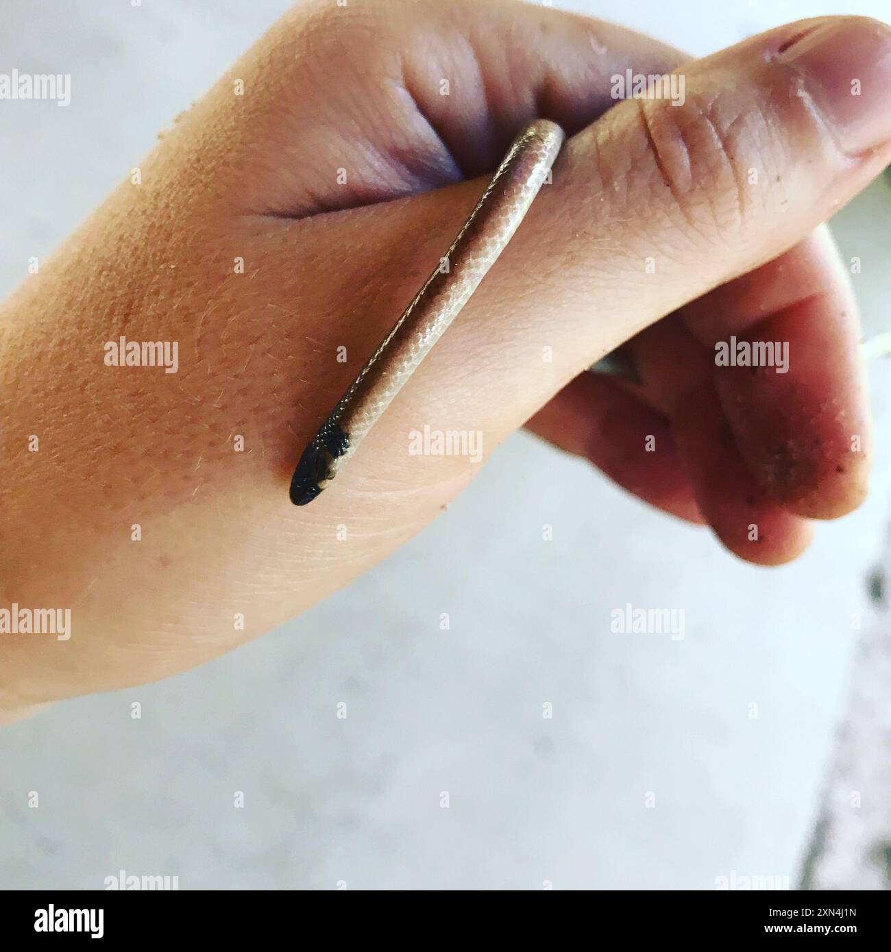 Southeastern Crowned Snake (Tantilla coronata) Reptilia Stock Photo - Alamy