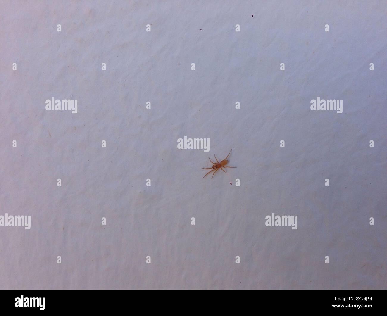 Woodlouse Hunter Spiders (Dysderidae) Arachnida Stock Photo - Alamy