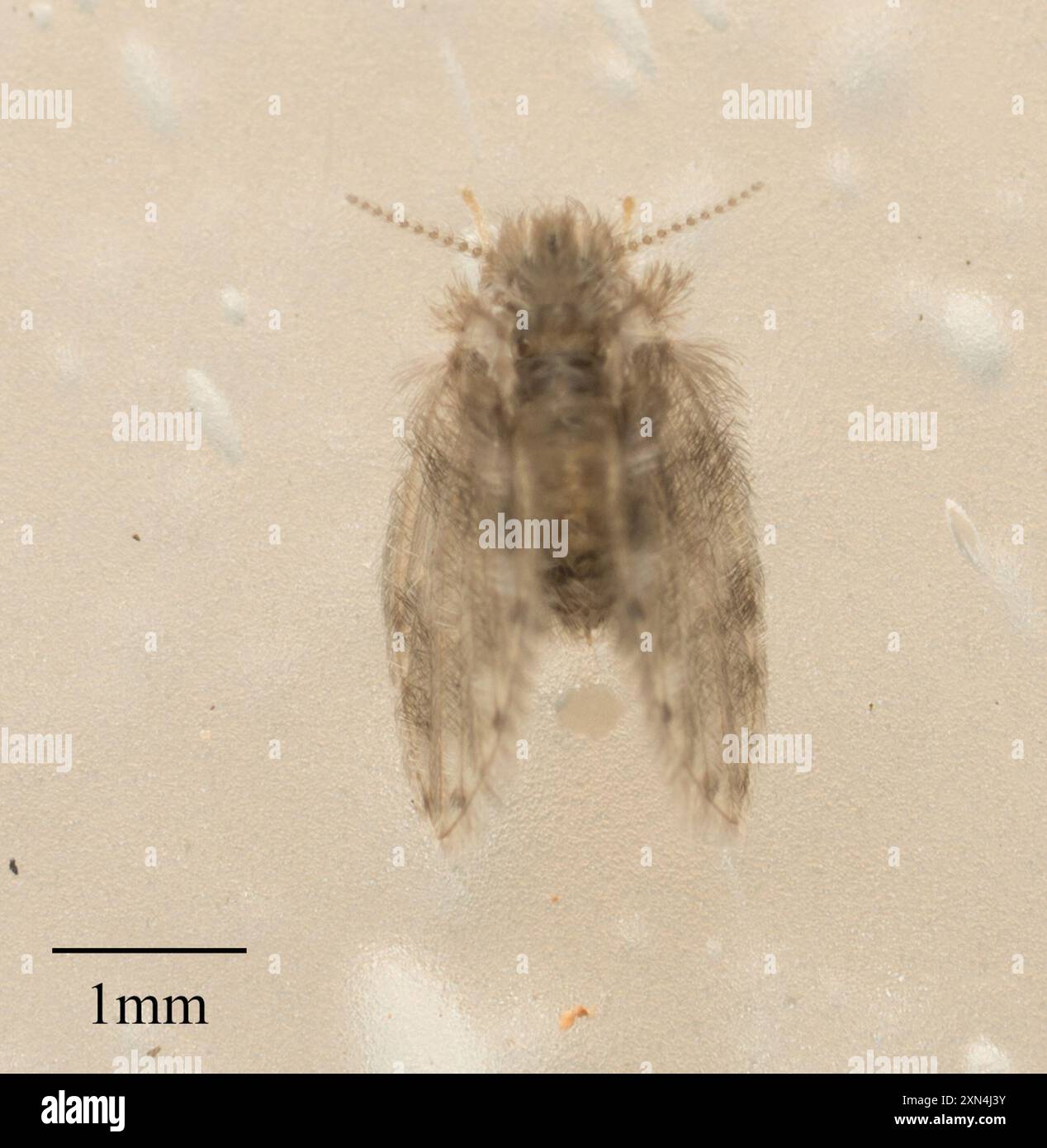 Moth Flies and Sand Flies (Psychodidae) Insecta Stock Photo - Alamy