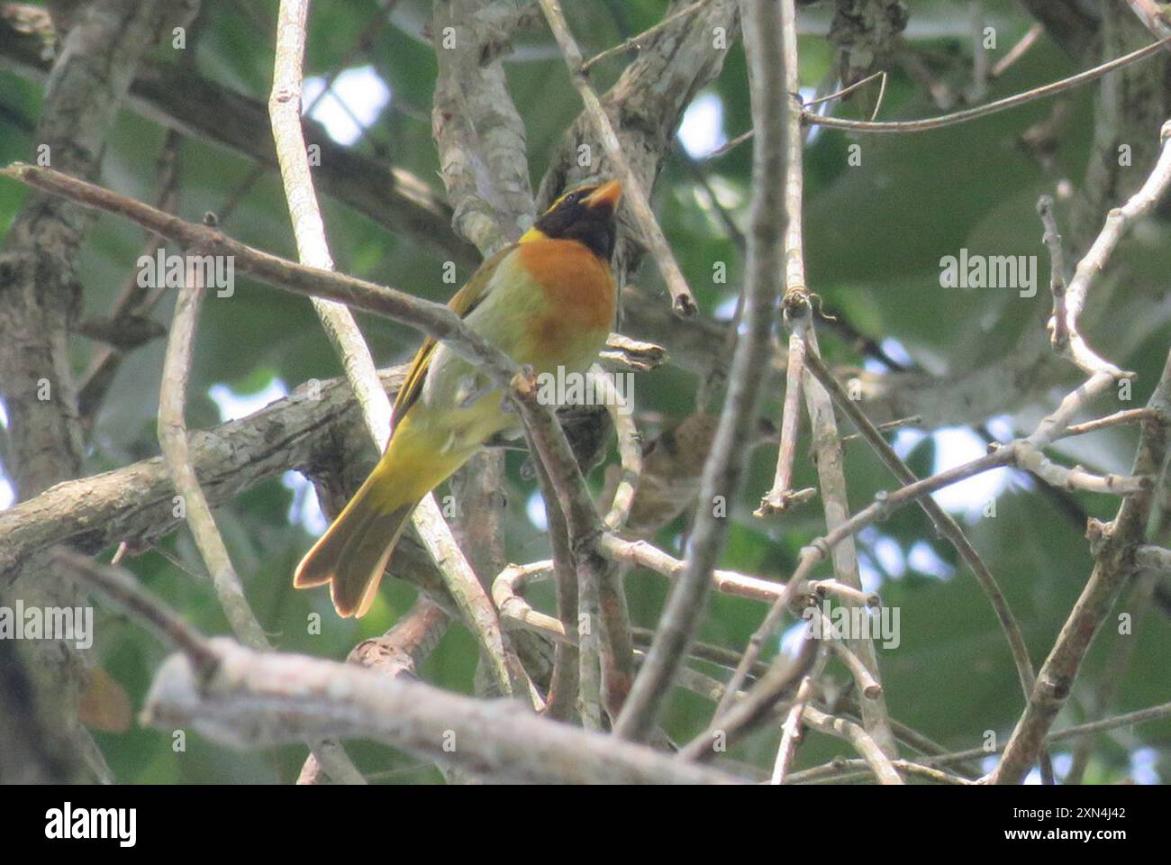 Hemithraupis hi-res stock photography and images - Alamy