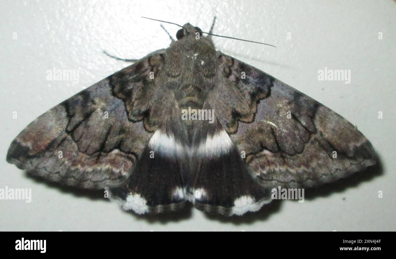 Banded Achaea (Achaea catella) Insecta Stock Photo - Alamy