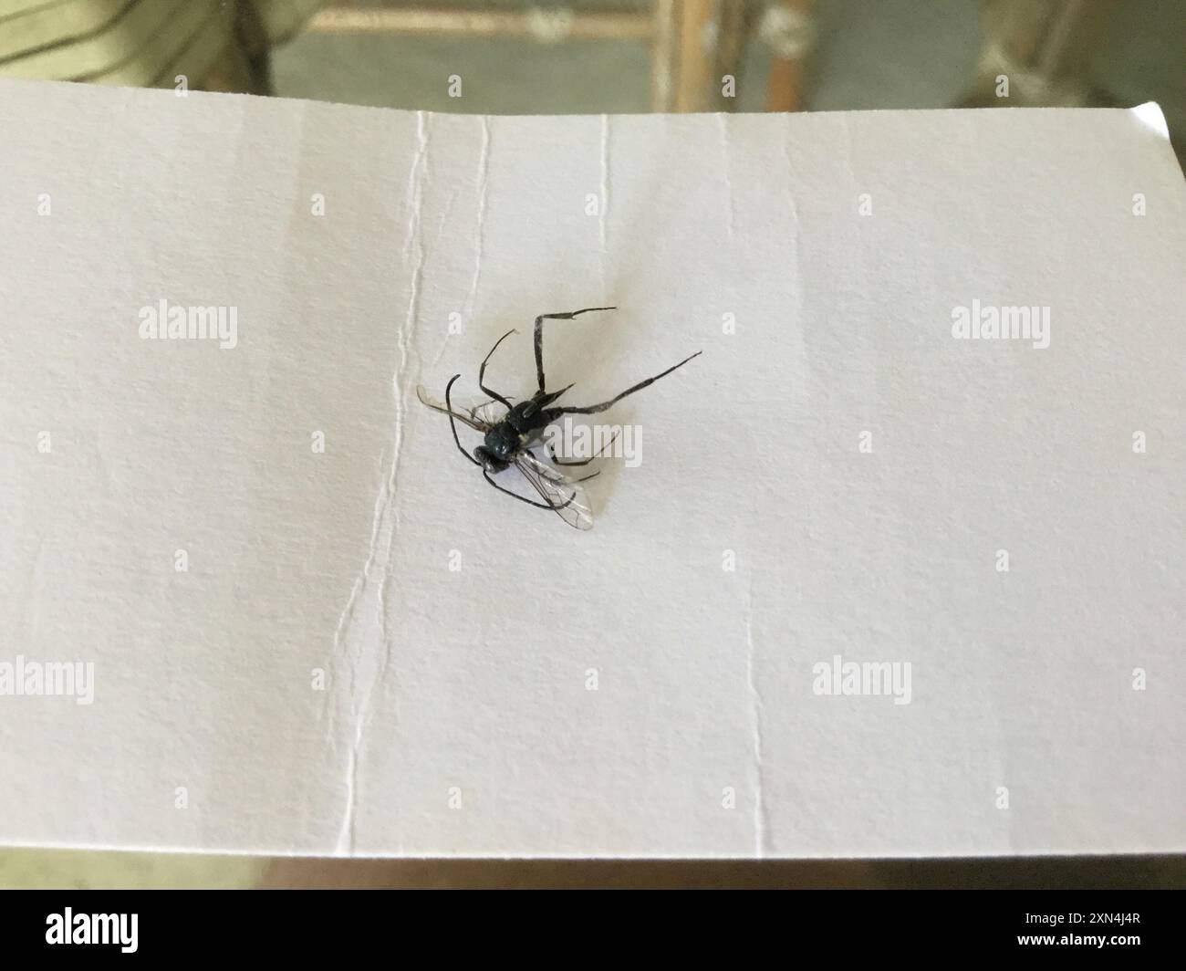 Blue-eyed Ensign Wasp (Evania appendigaster) Insecta Stock Photo - Alamy